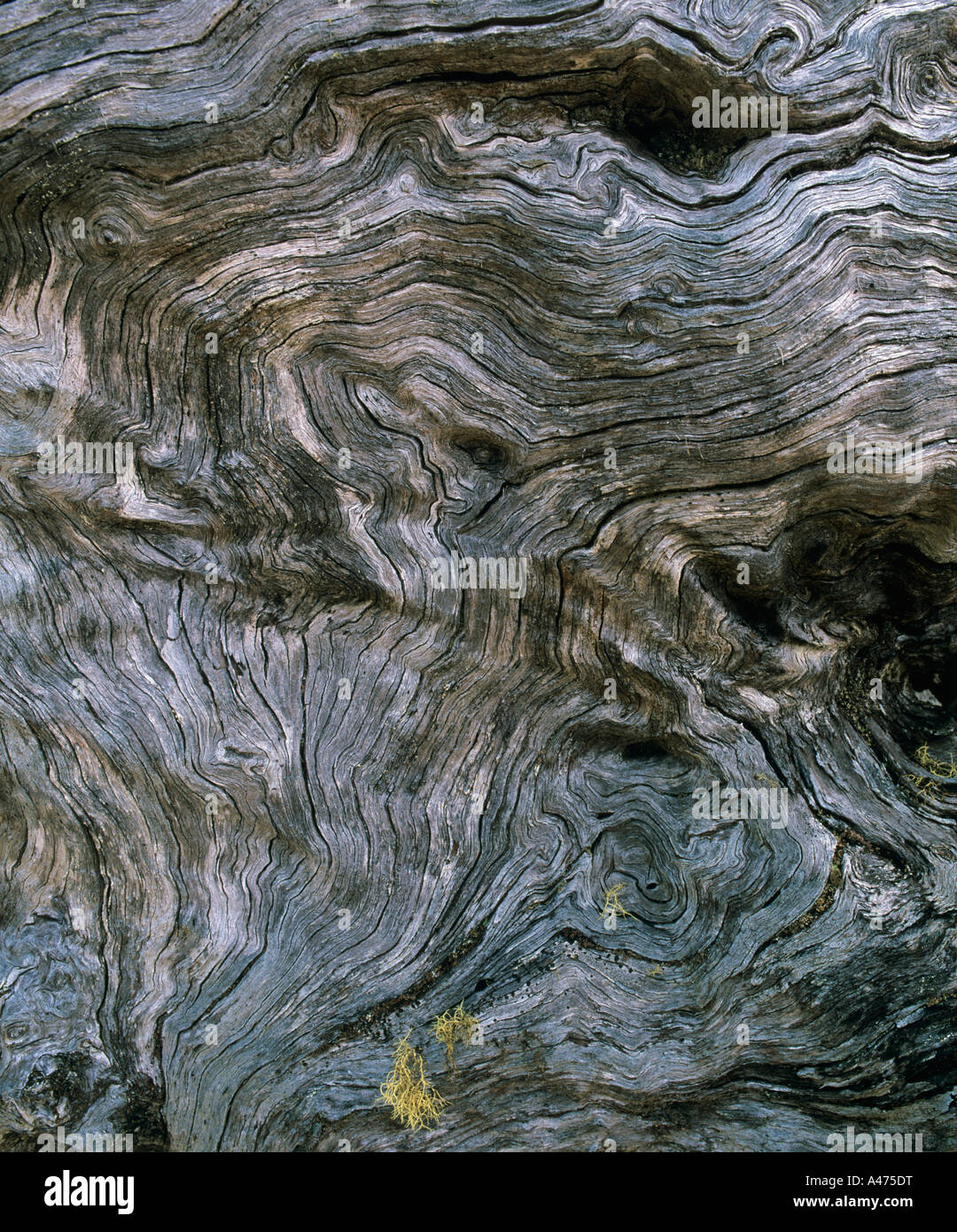 Close up of timber Log Stock Photo - Alamy