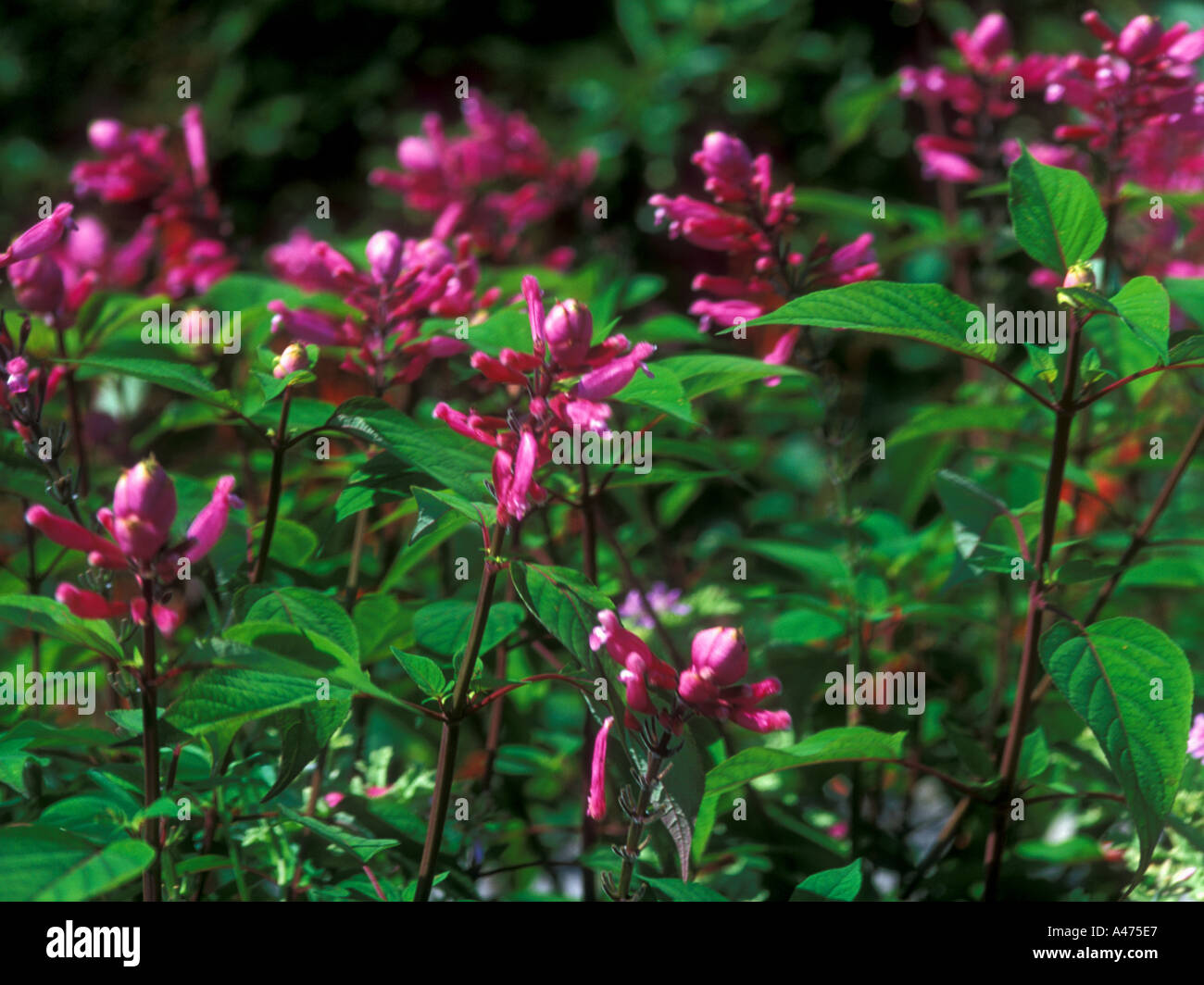 Dipelta floribunda hi-res stock photography and images - Alamy