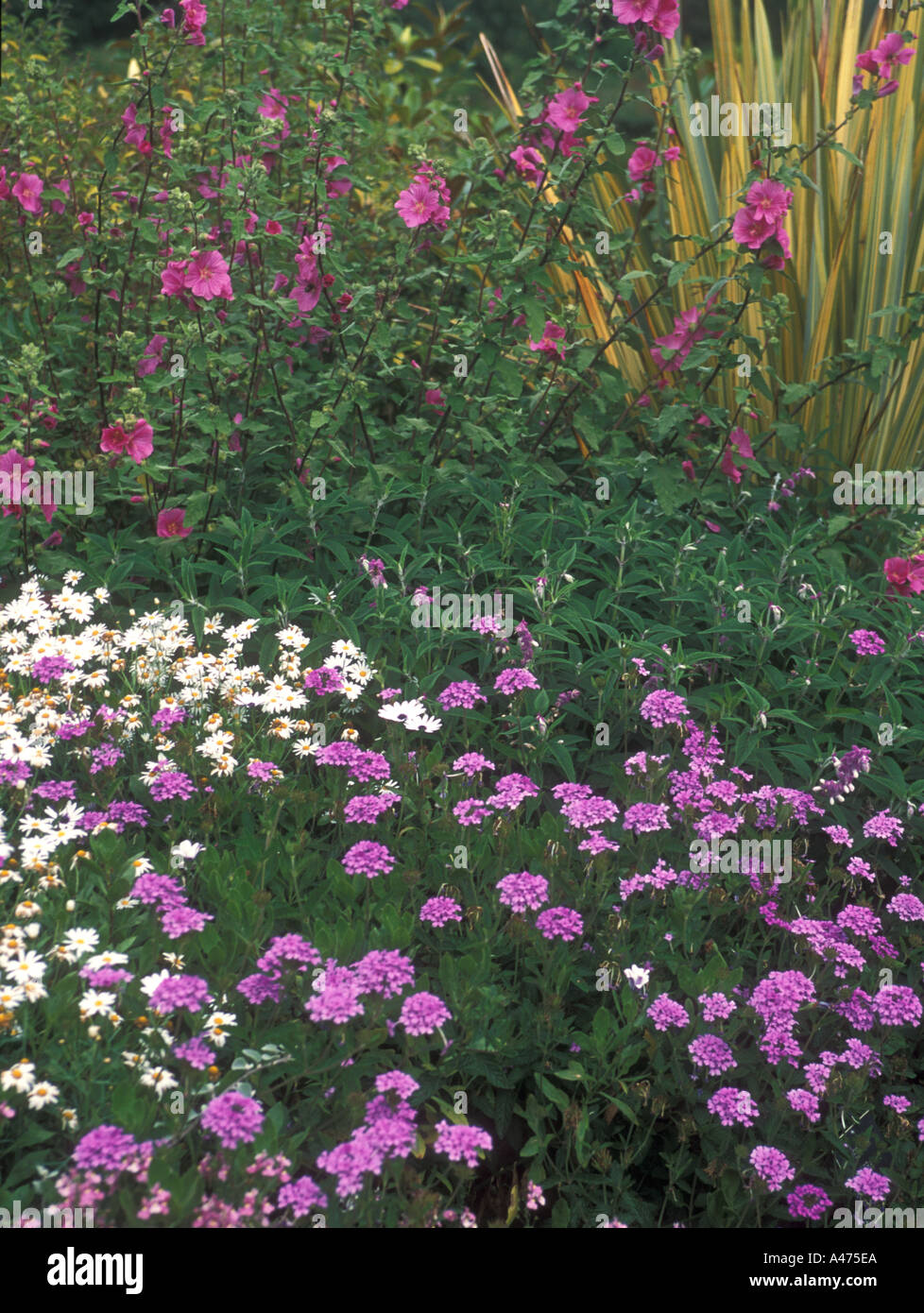 Mixed border of various plants Stock Photo - Alamy