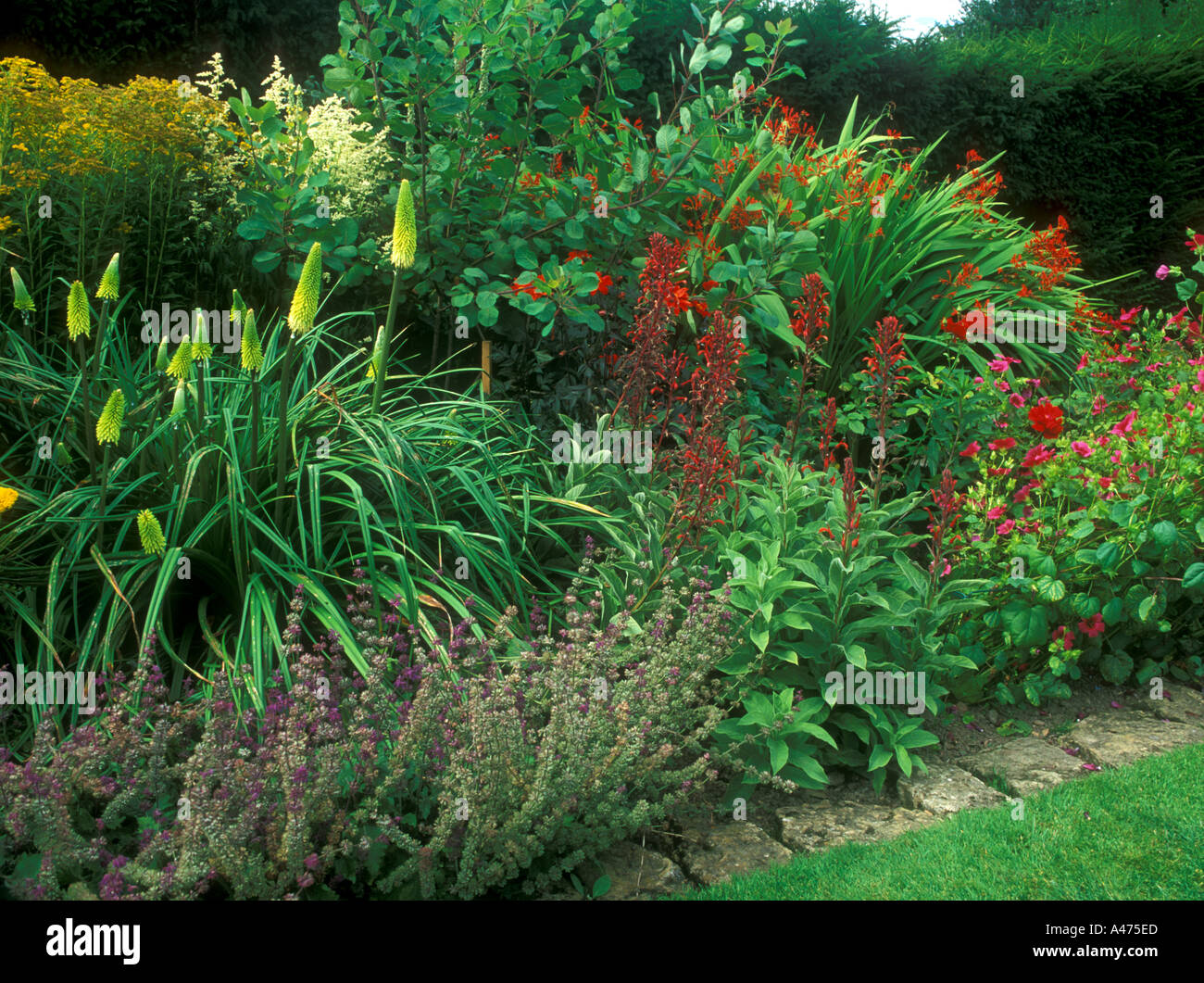 Mixed border Nepeta Catmint Crogosmia montbretia Lucifer Kniphofia ...
