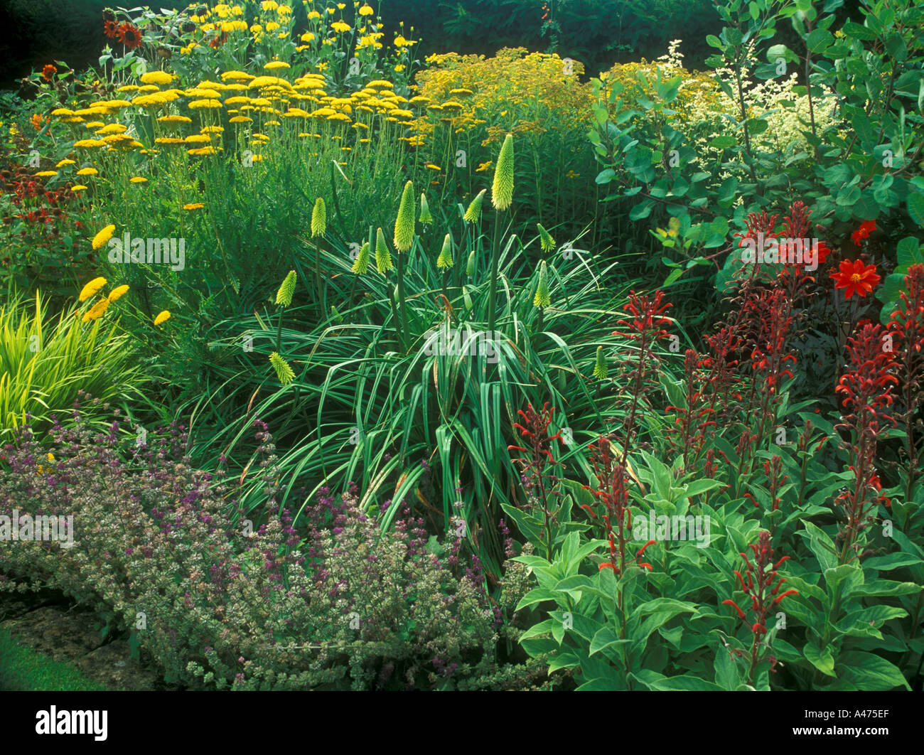 Mixed border Nepeta Catmint Achillea filipendulina Gold plate Yarrow ...