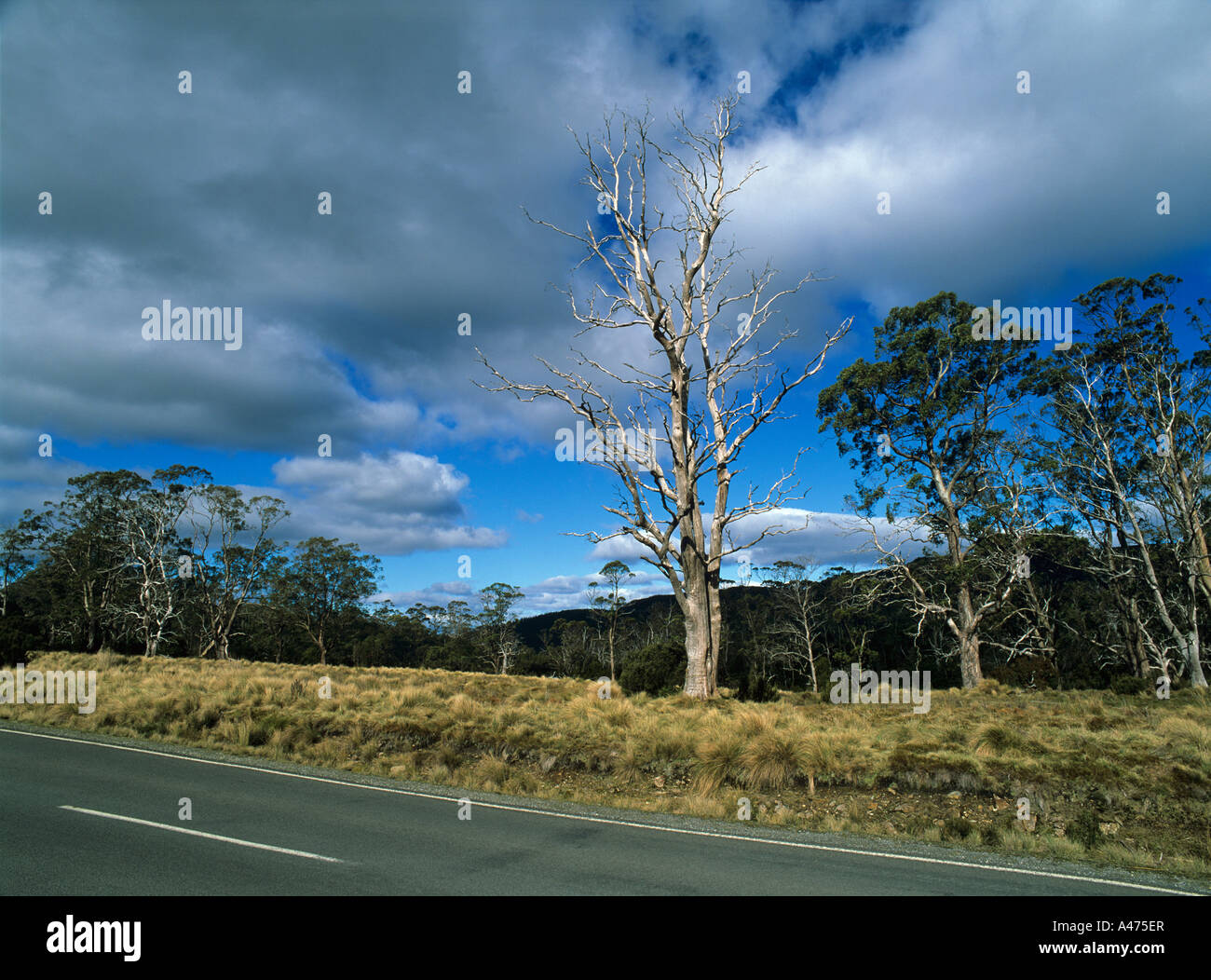 Gum tree by Side of road Tasmania Australia Stock Photo - Alamy