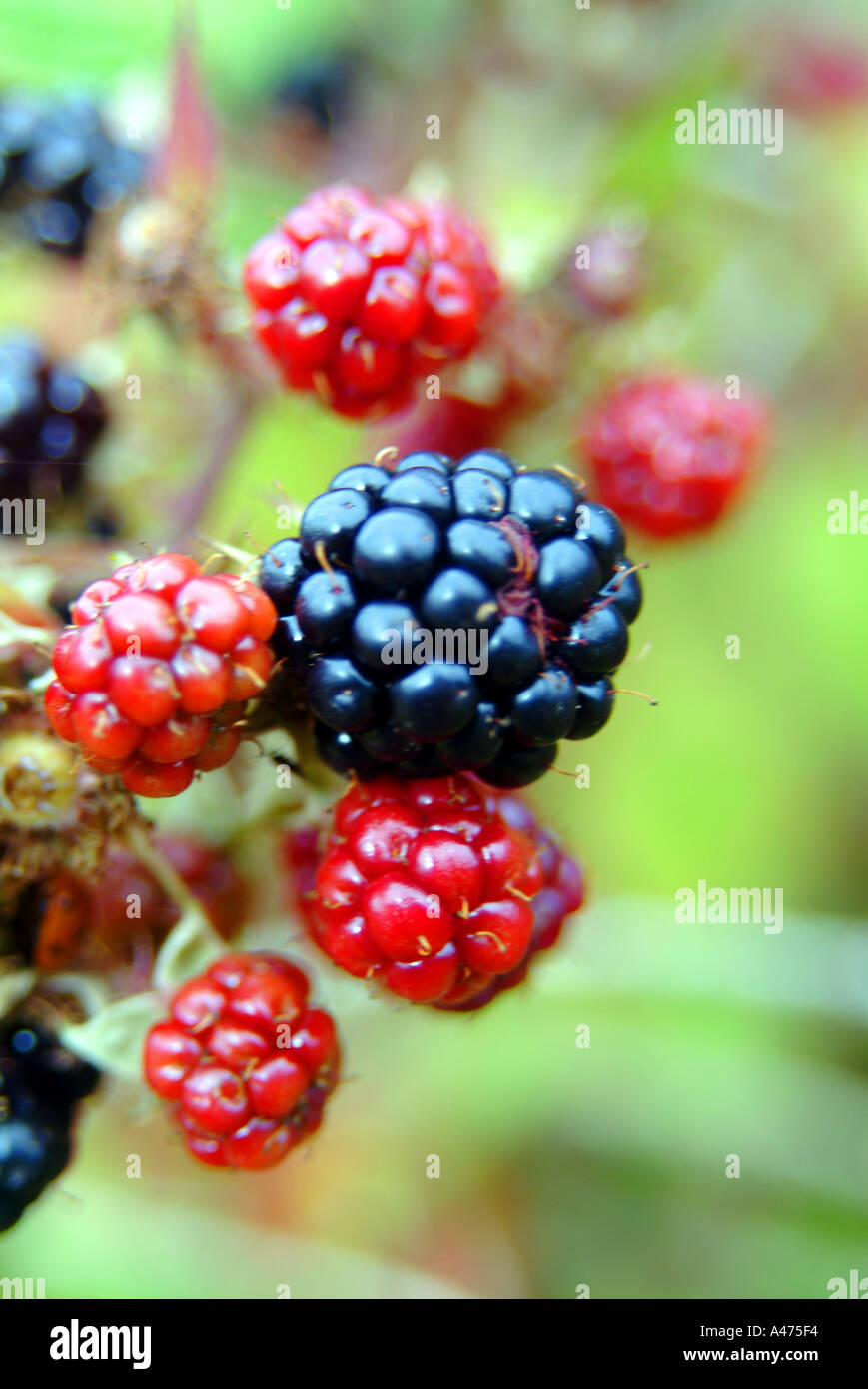 Rubus spp hi-res stock photography and images - Alamy