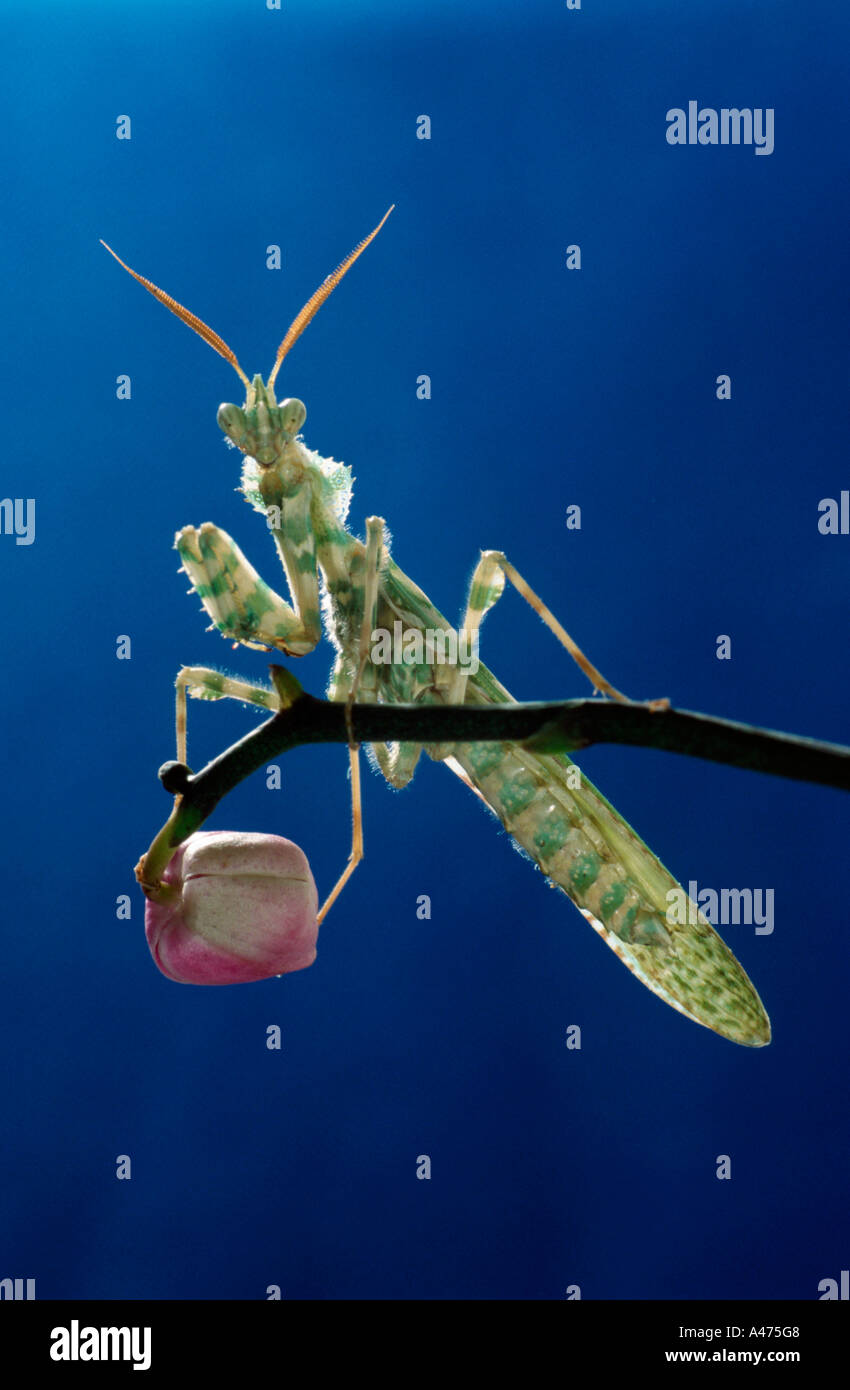 Devils Flower Praying Mantis