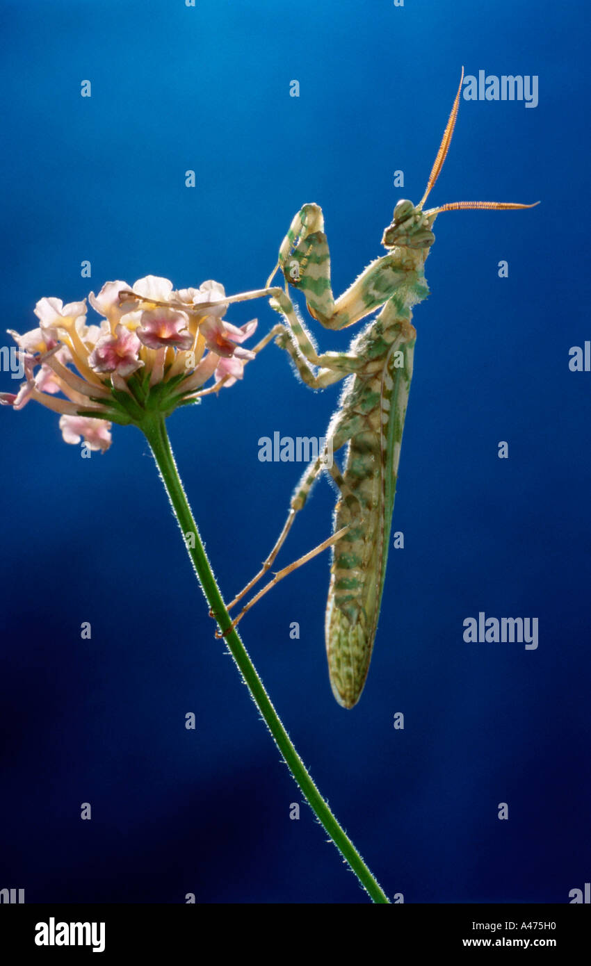 Devil Flower Kleine Teufelsblume Stock Photo - Alamy
