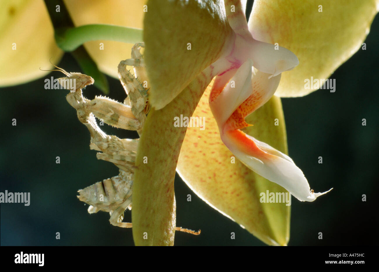 Devil Flower Kleine Teufelsblume Stock Photo - Alamy