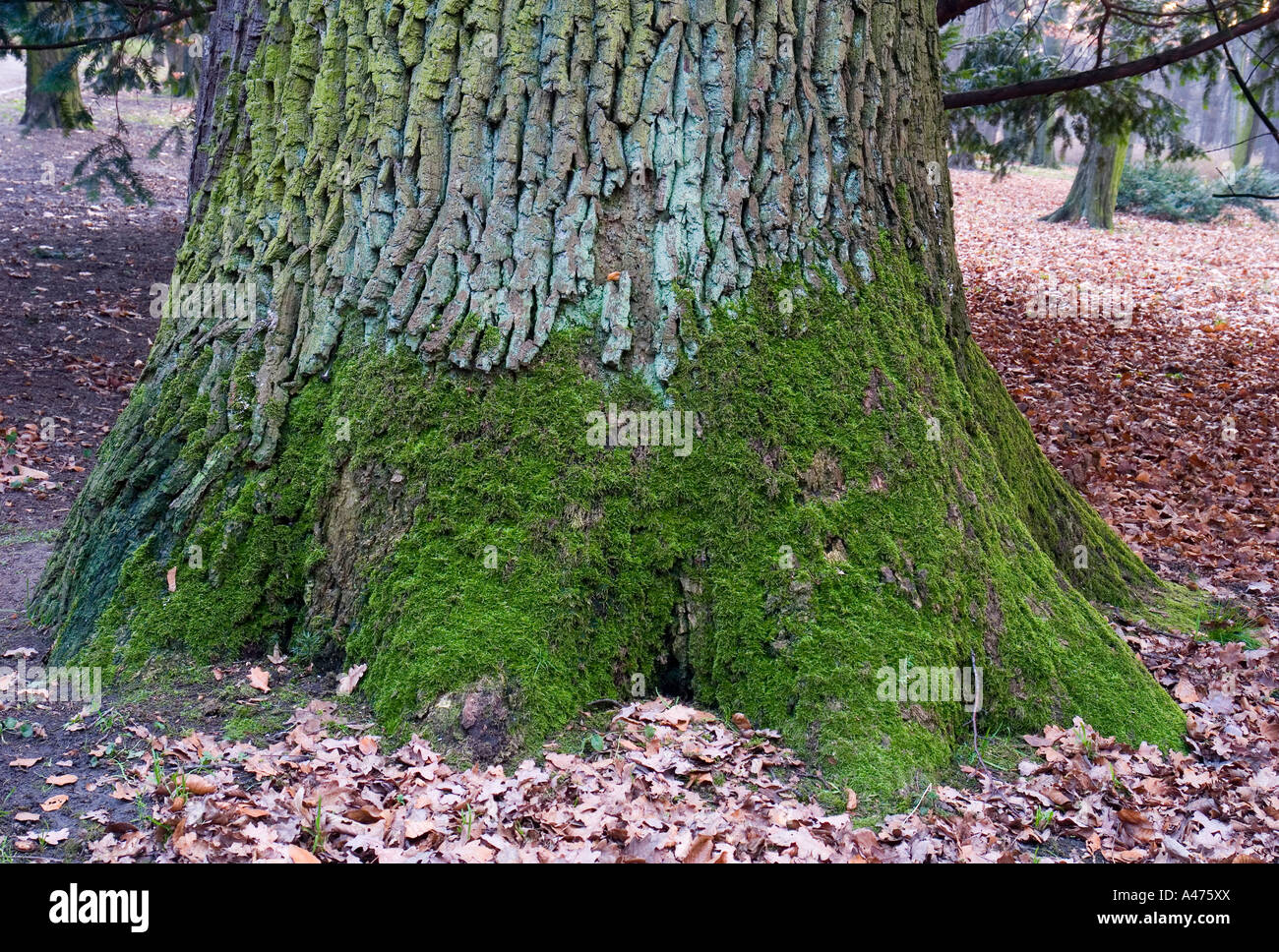 Old oak tree Quercus robur Stock Photo - Alamy