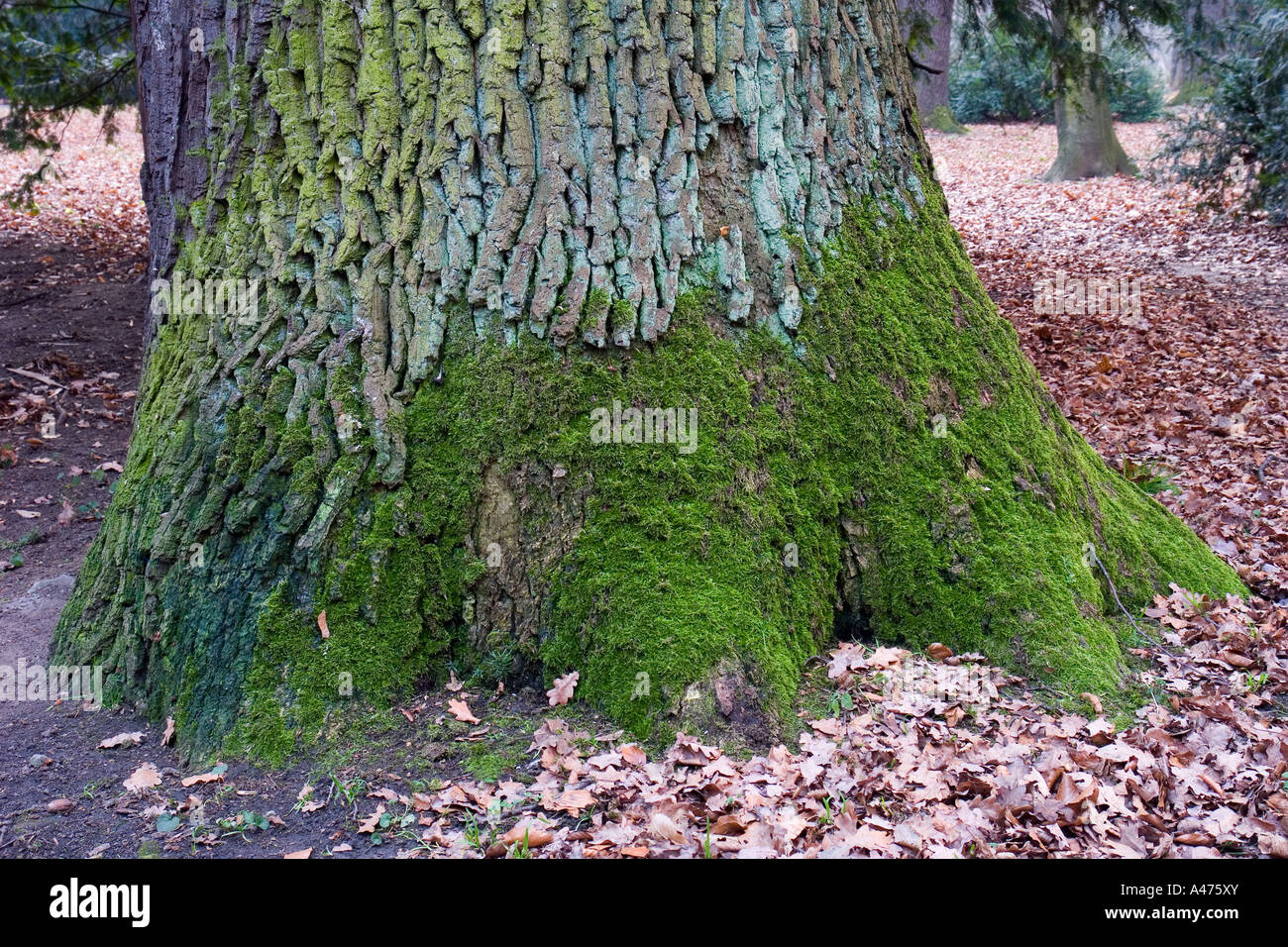 Old oak tree trunk Quercus robur Stock Photo - Alamy