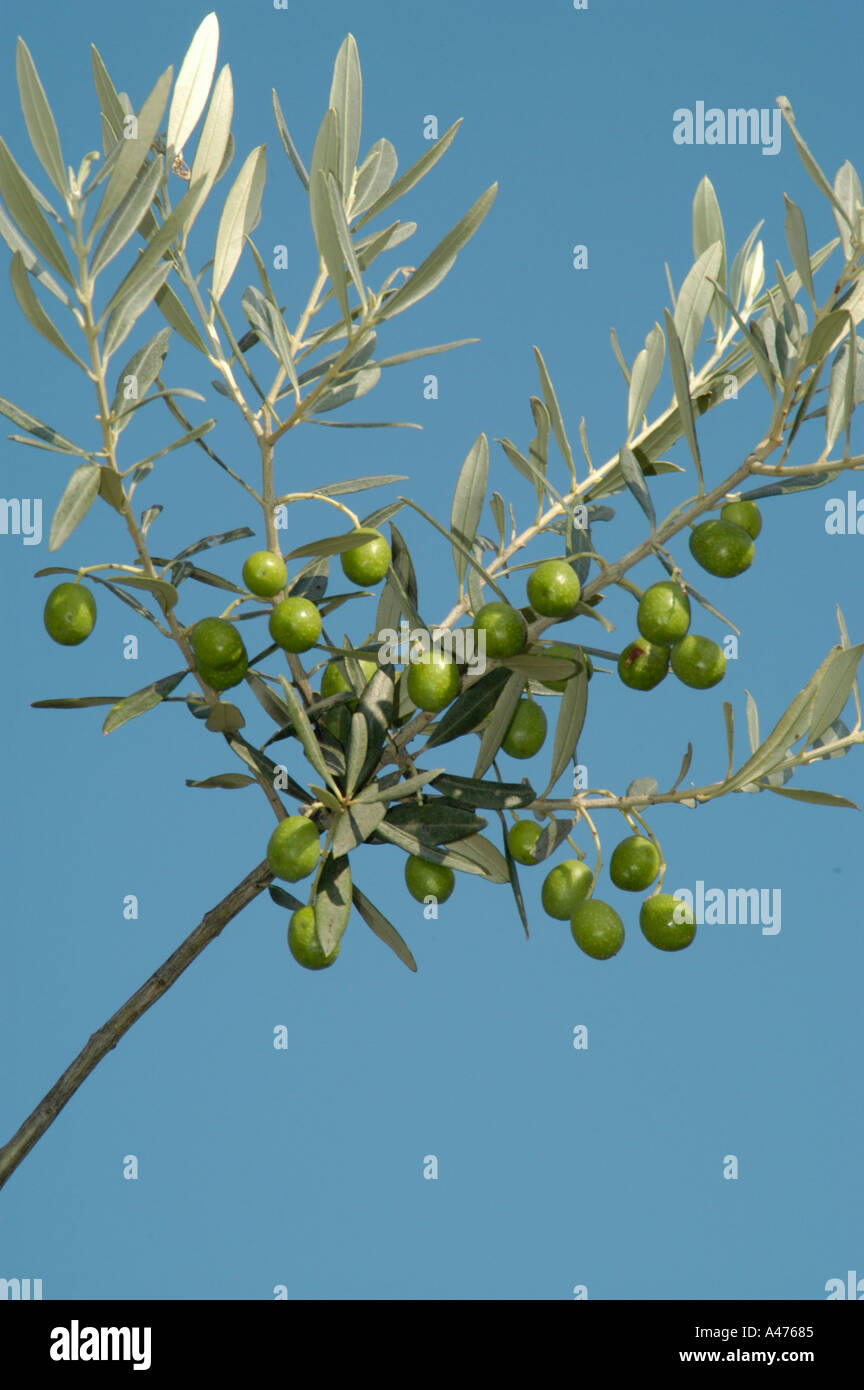 Olive and vine hi-res stock photography and images - Alamy