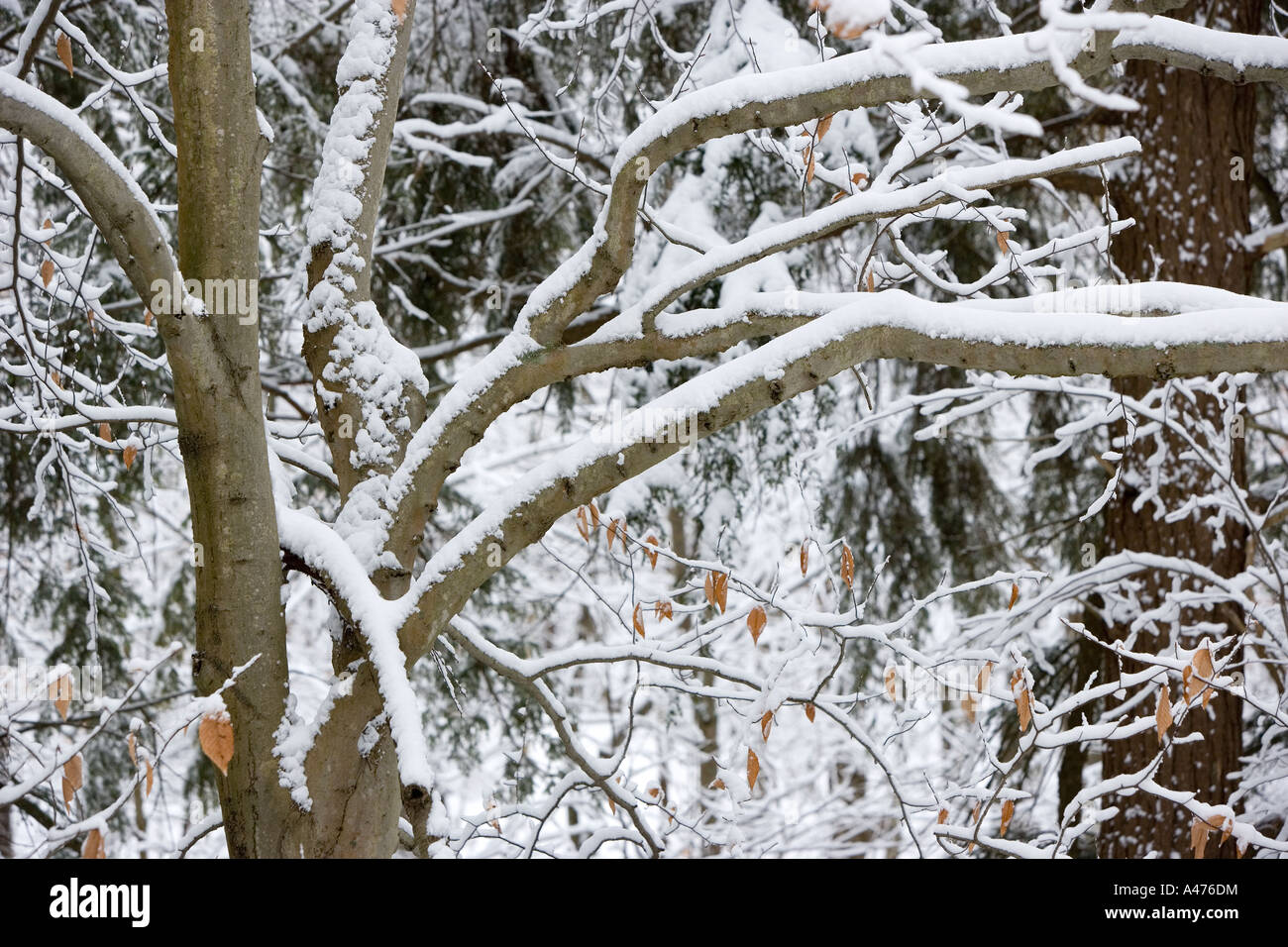Late Fall Snow Storm Stock Photo - Alamy