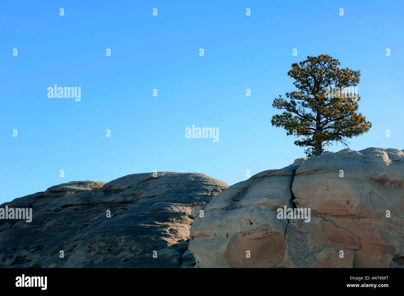 Edge of a tree hi-res stock photography and images - Alamy