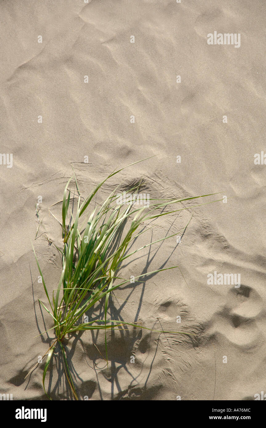 Closeup of sand and grass Stock Photo - Alamy