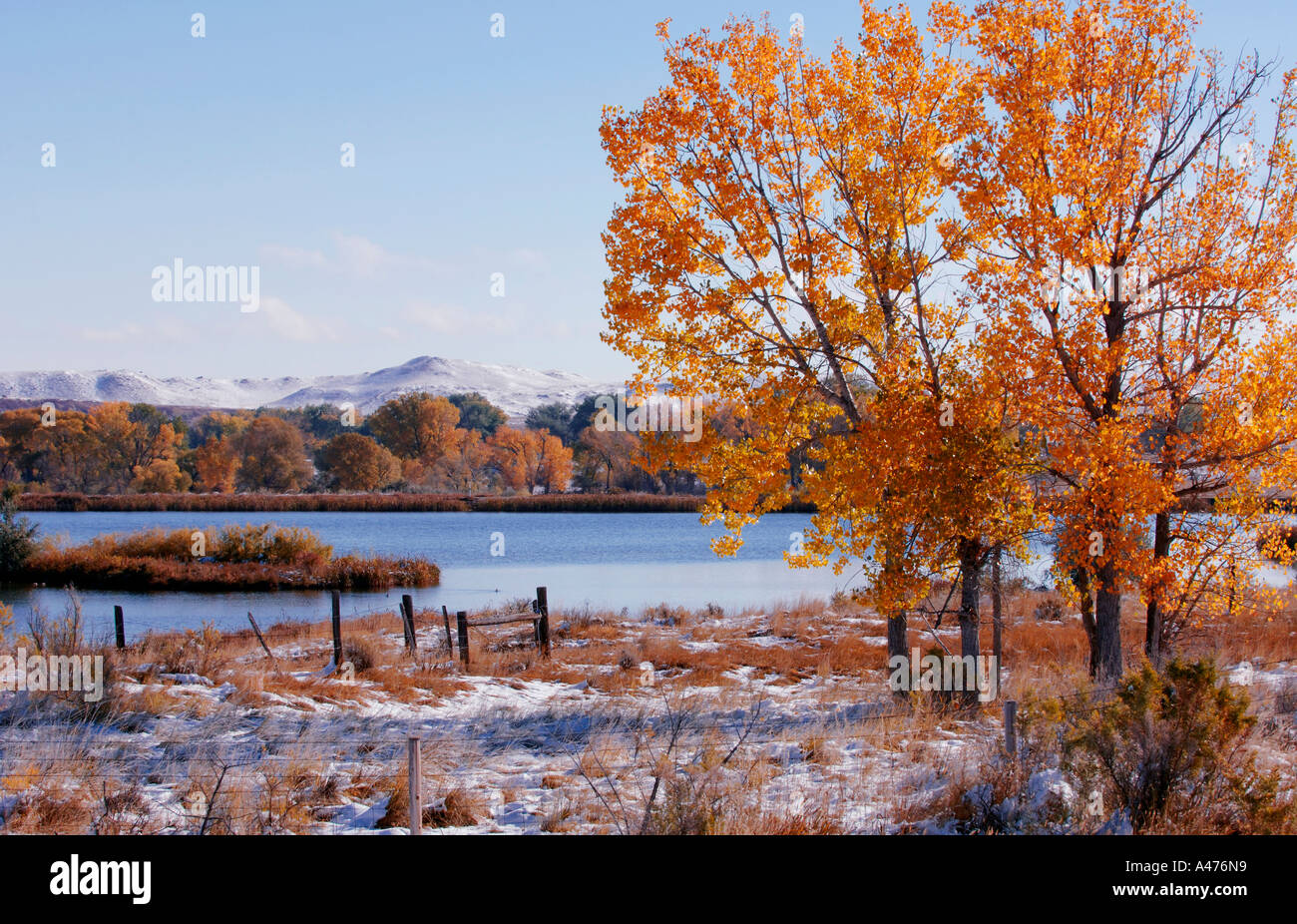 Autumn tree by a river Stock Photo - Alamy