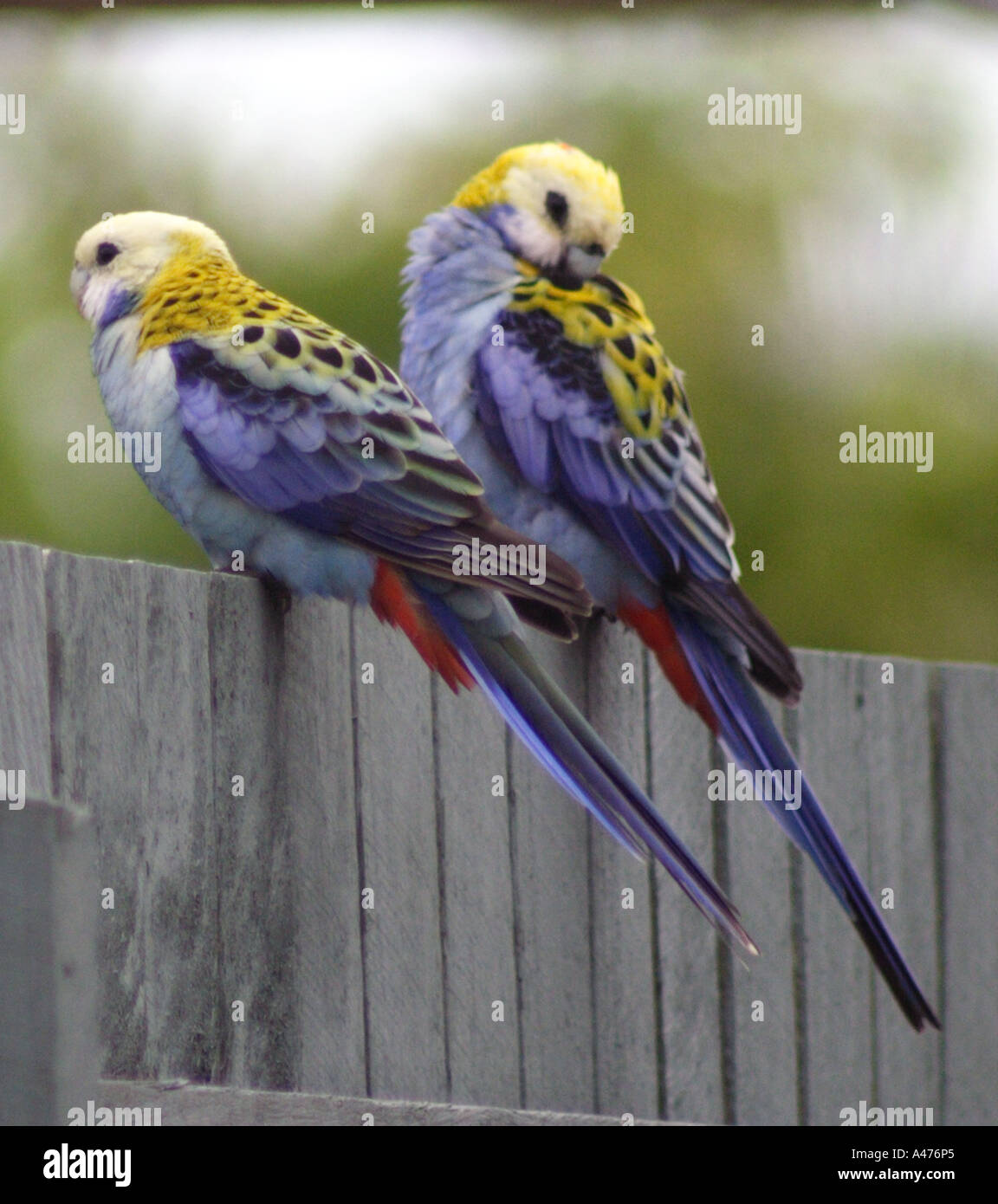 TWO AUSTRALIAN PALE FACED ROSELLA BIRDS ON A FENCE PLATYCERCUS ADSCITUS ...