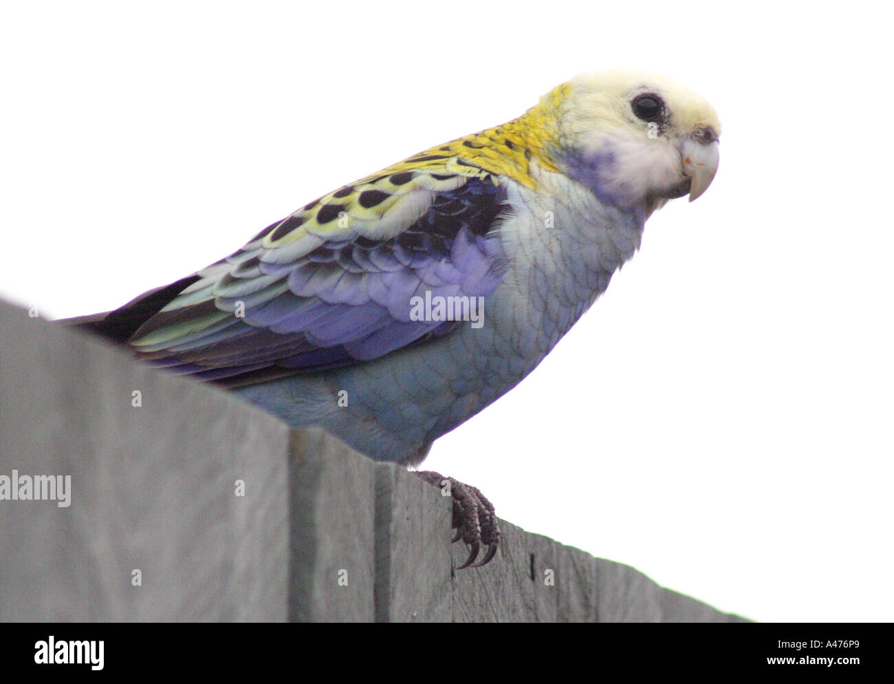 AUSTRALIAN PALE FACED ROSELLA BIRD PLATYCERCUS ADSCITUS Stock Photo - Alamy