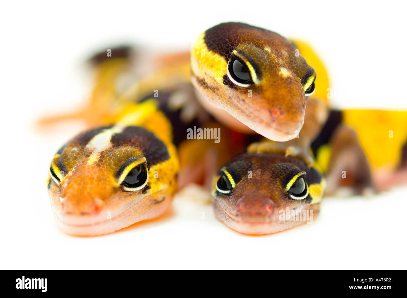 Salamander eyes hi-res stock photography and images - Alamy