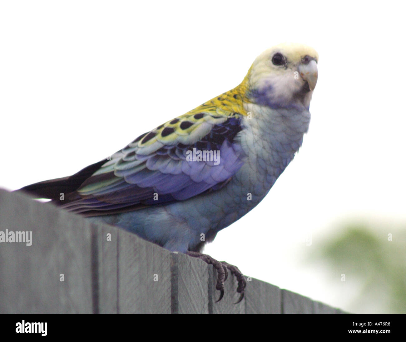 AUSTRALIAN PALE FACED ROSELLA BIRD PLATYCERCUS ADSCITUS Stock Photo - Alamy