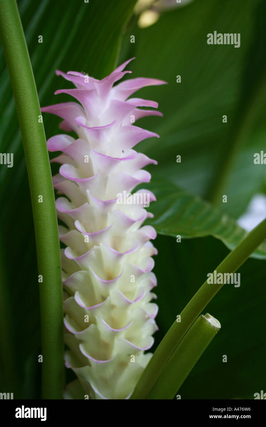 Bromeliad cluster hi-res stock photography and images - Alamy