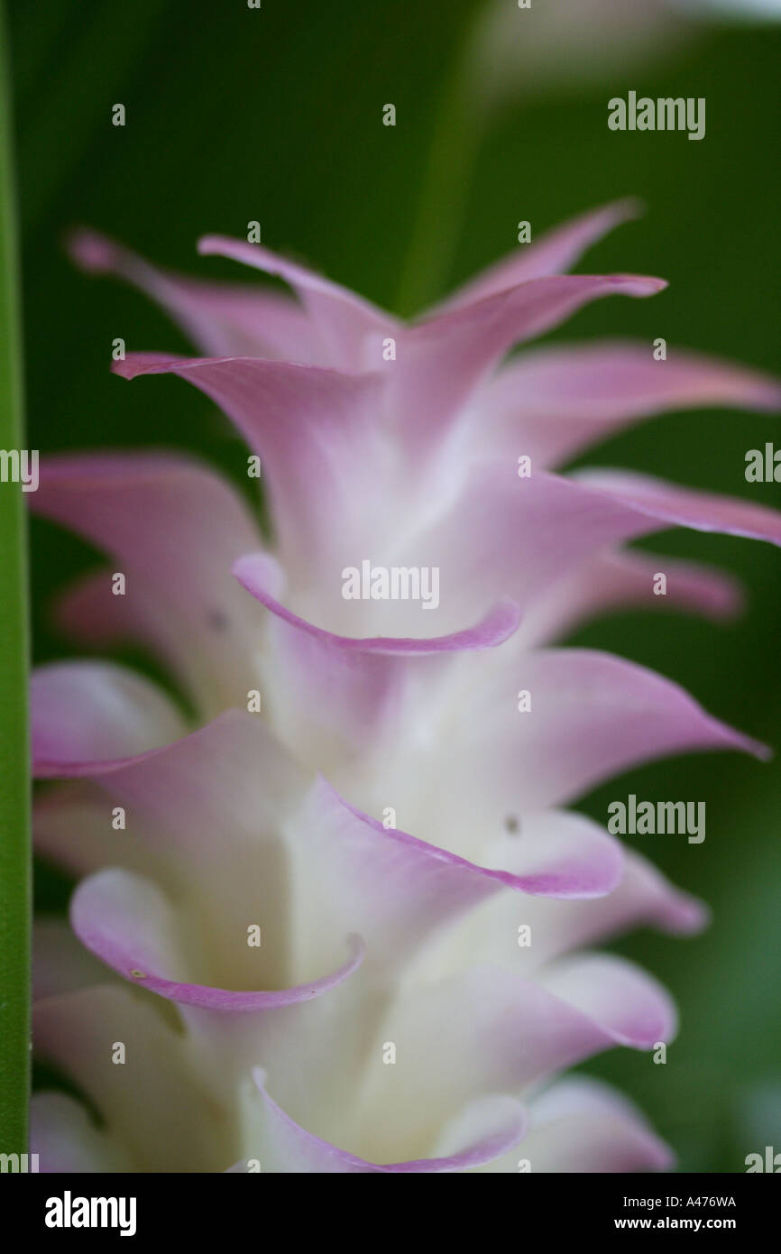 PURPLE BROMELIAD FLOWER VERTICAL BAPDA5181 Stock Photo - Alamy