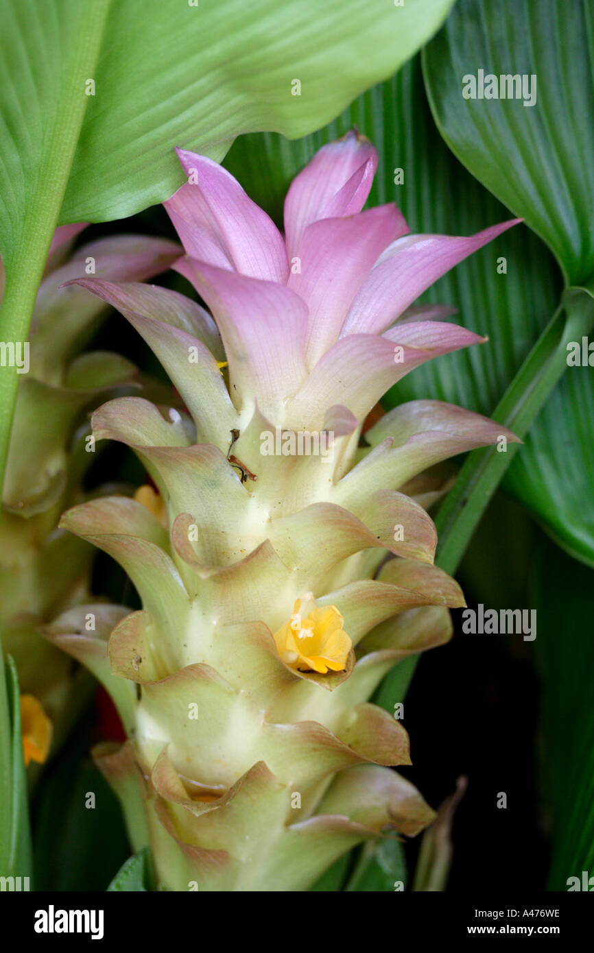 Bromeliad cluster hi-res stock photography and images - Alamy