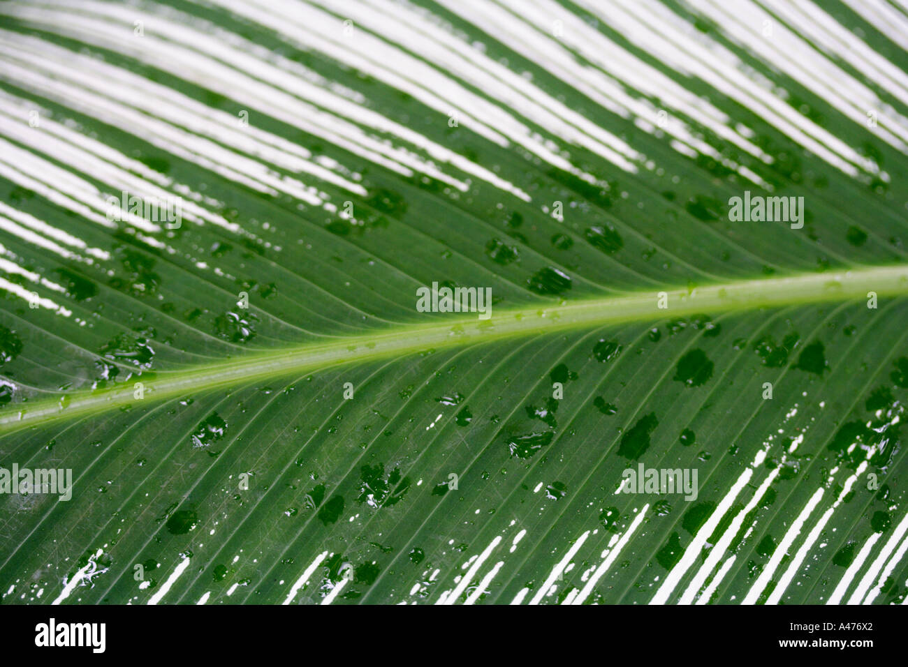 CLOSE UP OF LEAVES OF A FANTAIL PALM HORIZONTAL BAPDA5183 Stock Photo ...