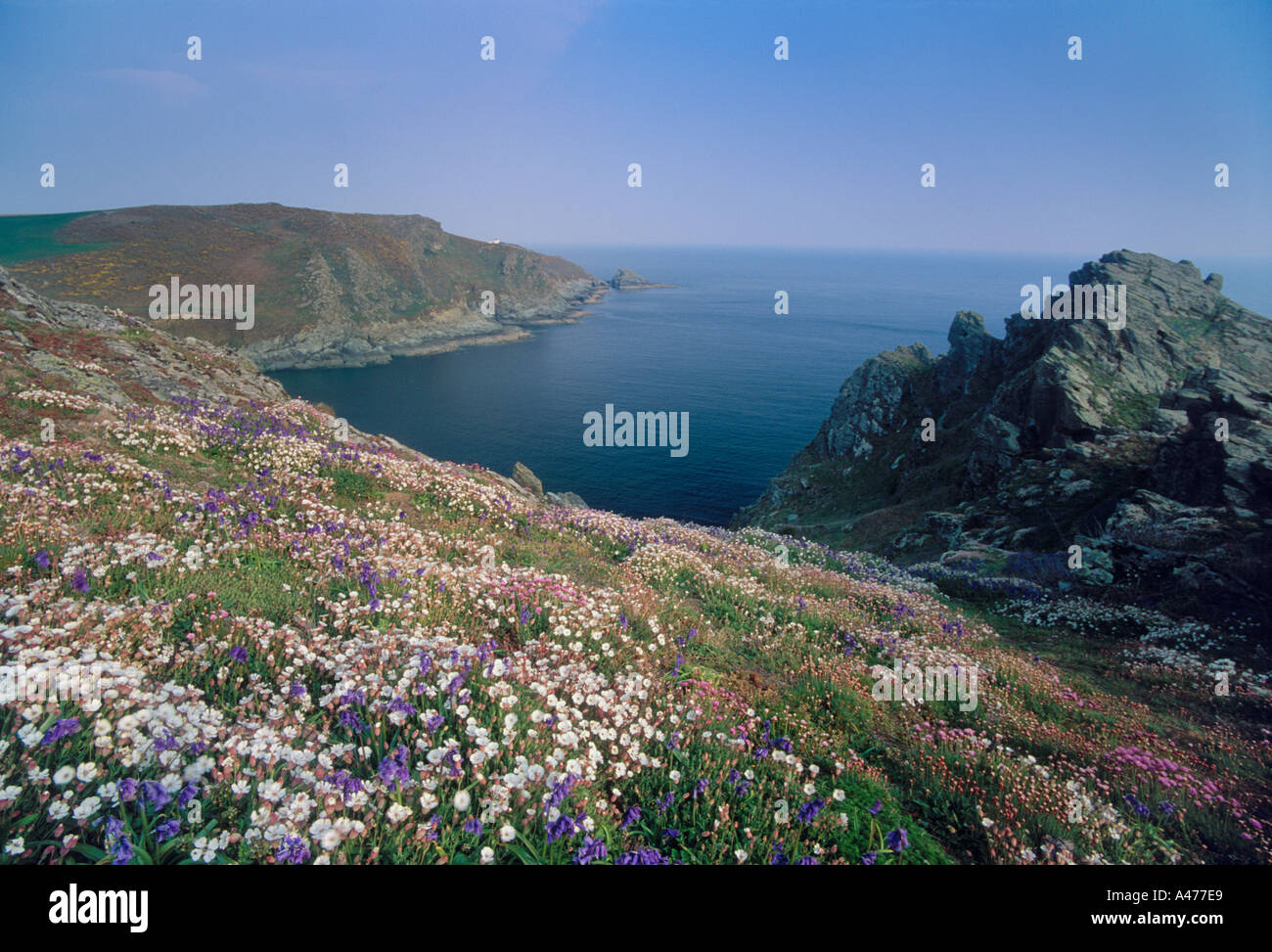 Spring flowers on cliffs near Prawle Point South Devon England UK Stock ...