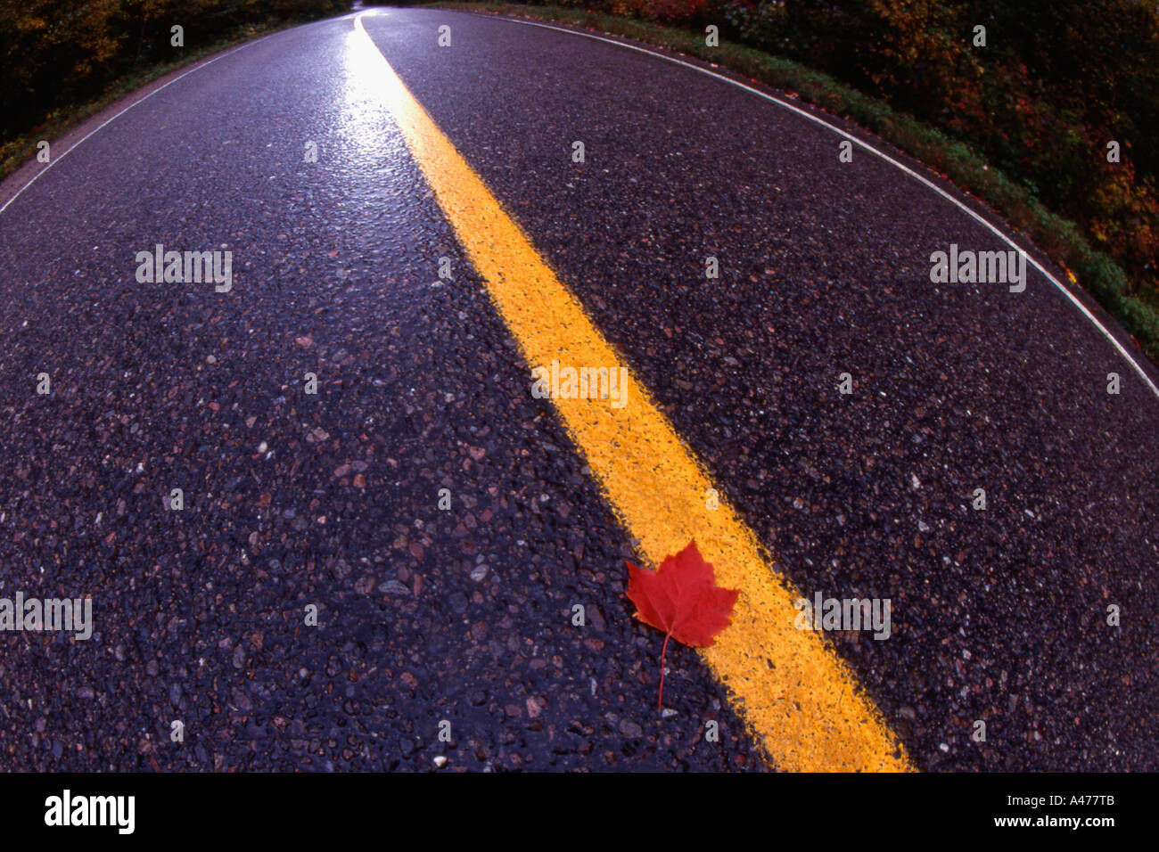 Leaf closeup roads hi-res stock photography and images - Alamy