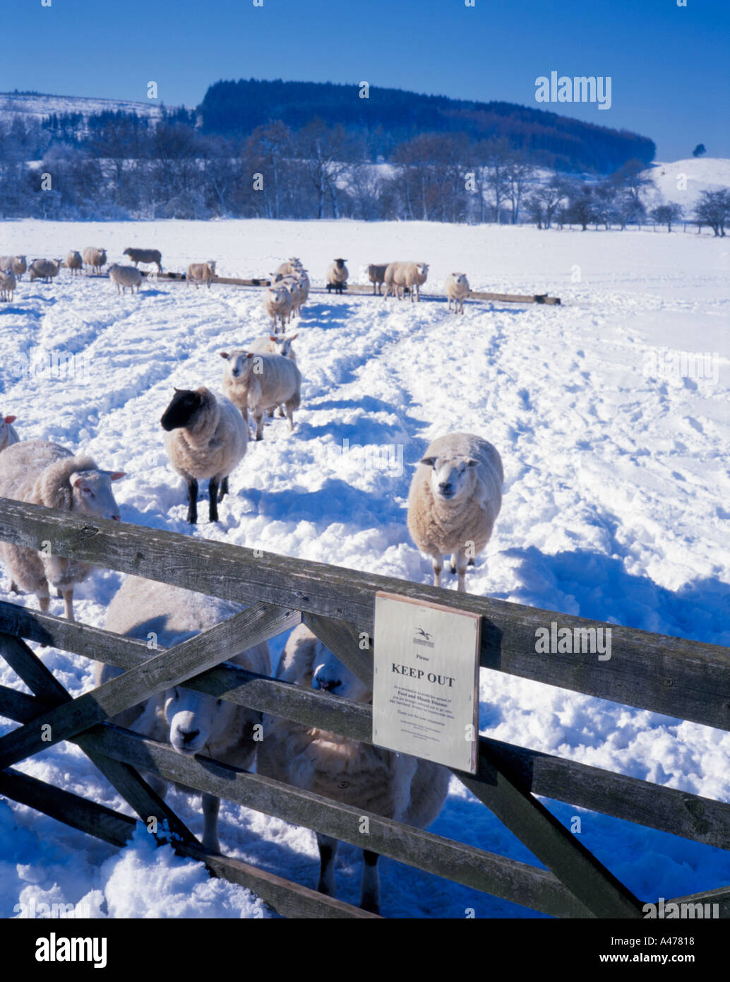 Foot and mouth notice on a gate winter 2000, near Falstone ...