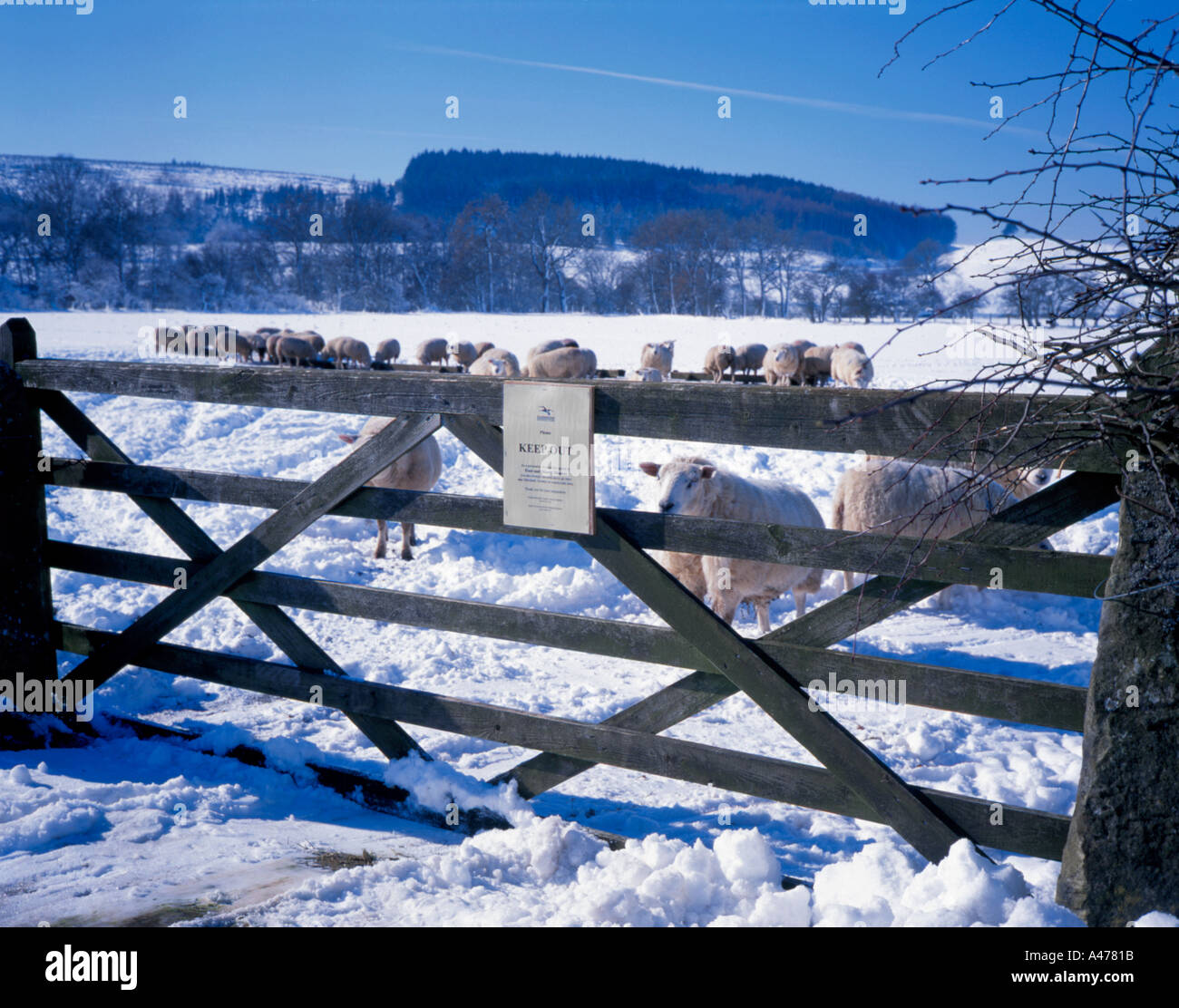 Foot and mouth notice on a gate winter 2000, near Falstone ...