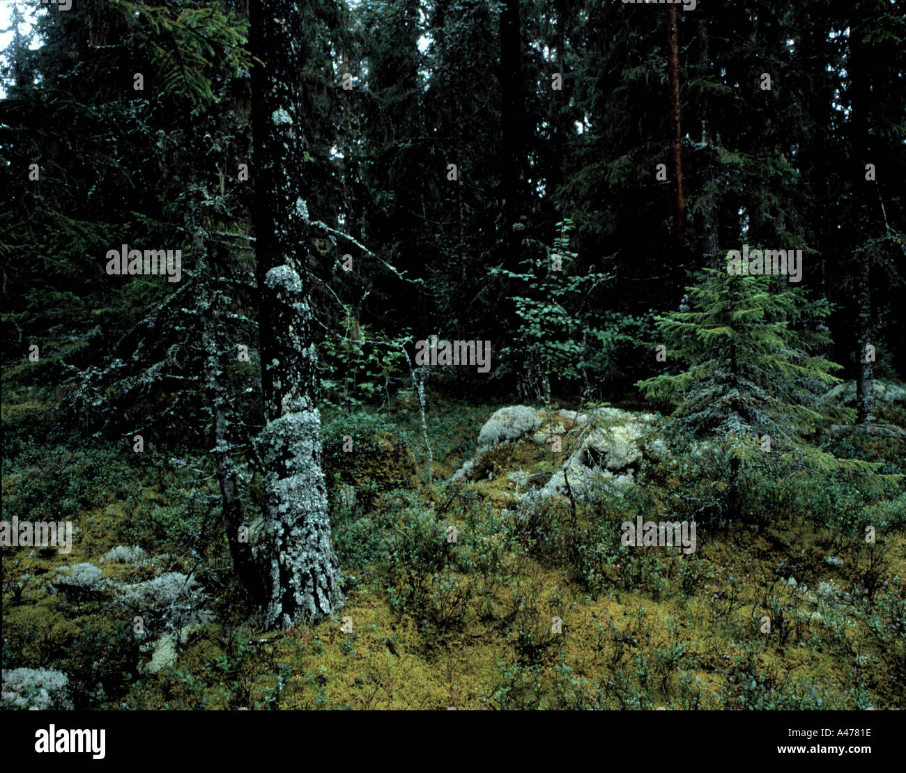 Sub-arctic coniferous forest floor, central Sweden, northern Europe ...
