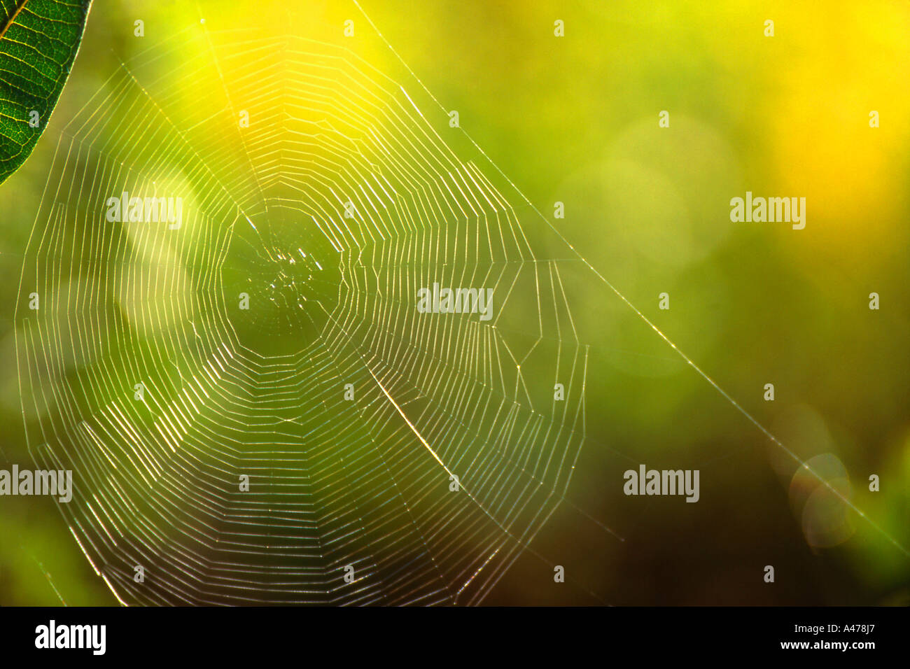 A spider web Stock Photo - Alamy