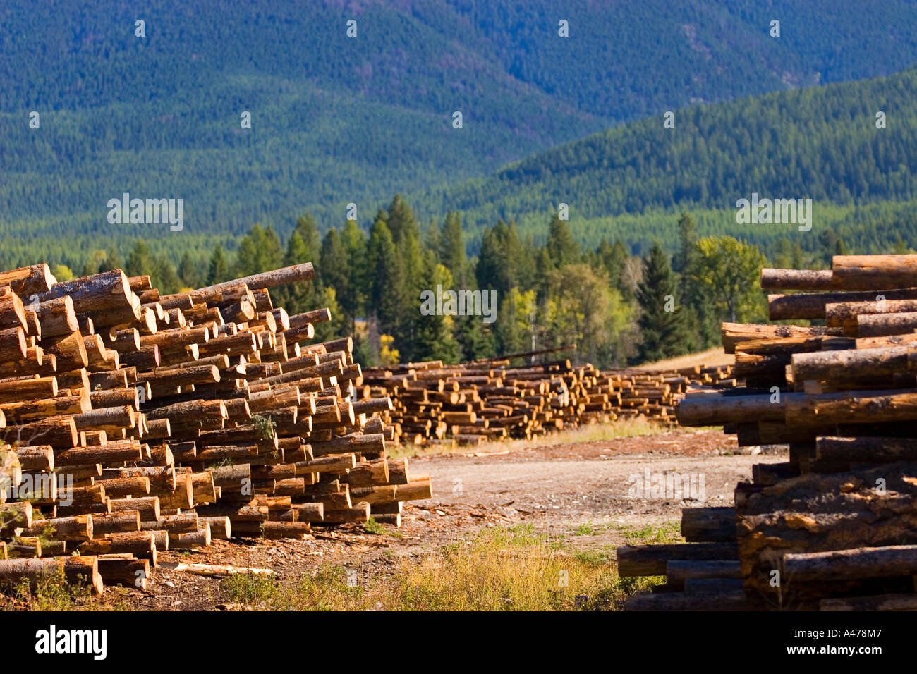 Piles of logs Stock Photo - Alamy