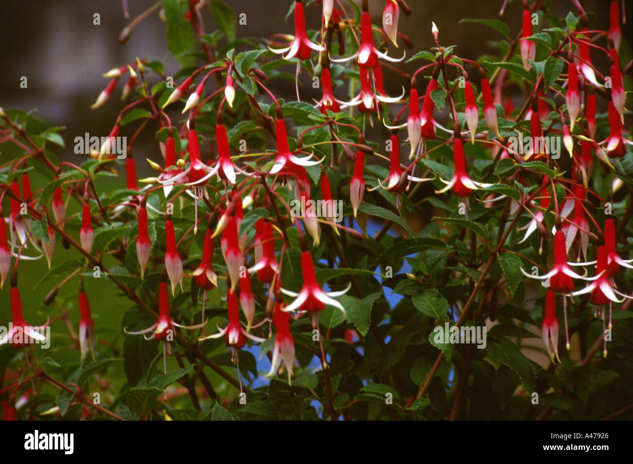 Fuschia High Resolution Stock Photography and Images - Alamy