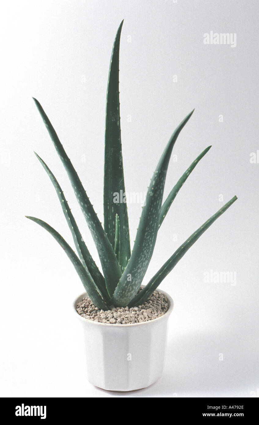 Aloe vera burn plant Stock Photo - Alamy
