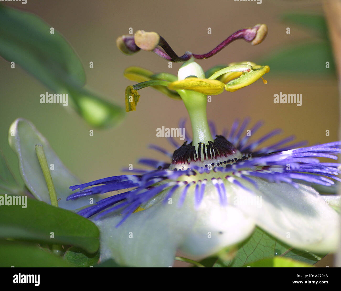 Fruit blue passion flower hi-res stock photography and images - Alamy