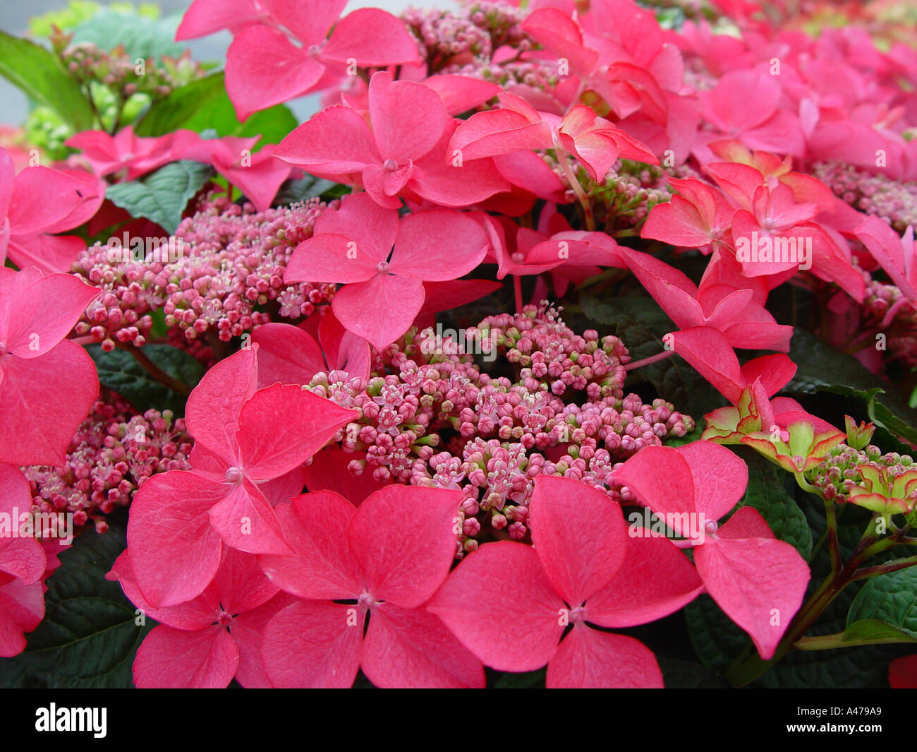 Hydrangea macrophylla Altona Pink in garden shrub border Stock Photo - Alamy