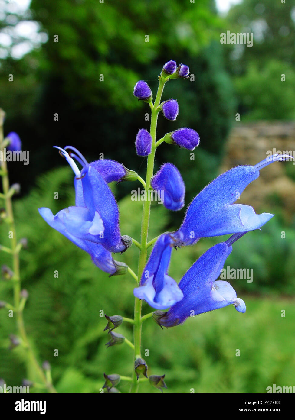 Salvia cacalifolia in garden herbaceous perennial border Stock Photo ...