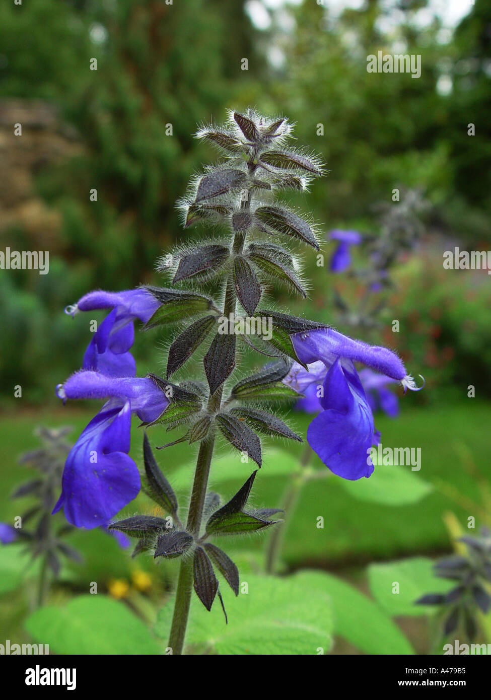 Urica hi-res stock photography and images - Alamy