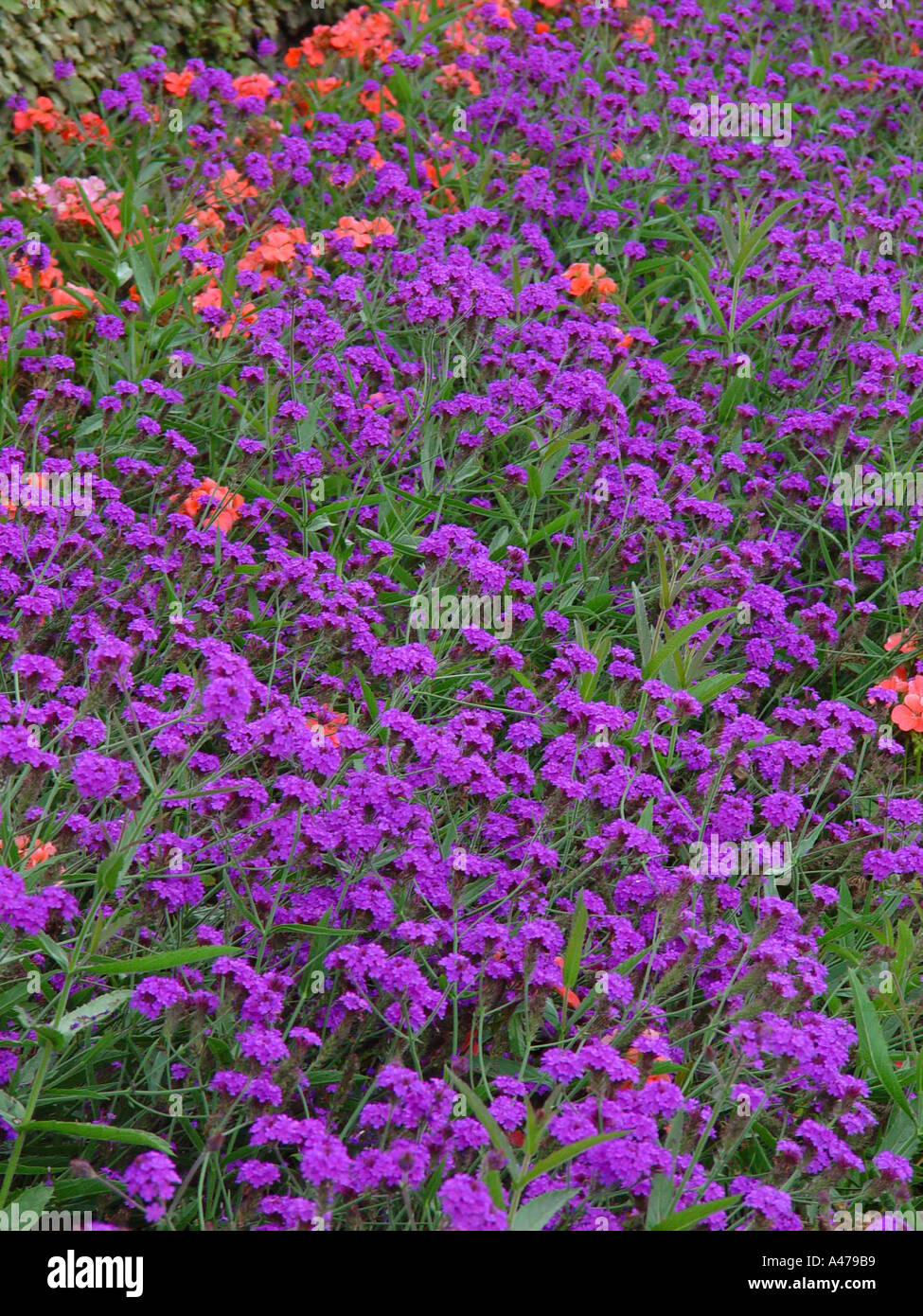 Verbena rigida border hi-res stock photography and images - Alamy