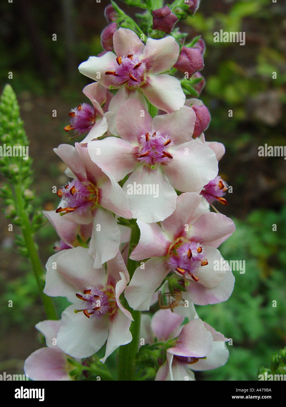 Raspberry ripple flower hi-res stock photography and images - Alamy