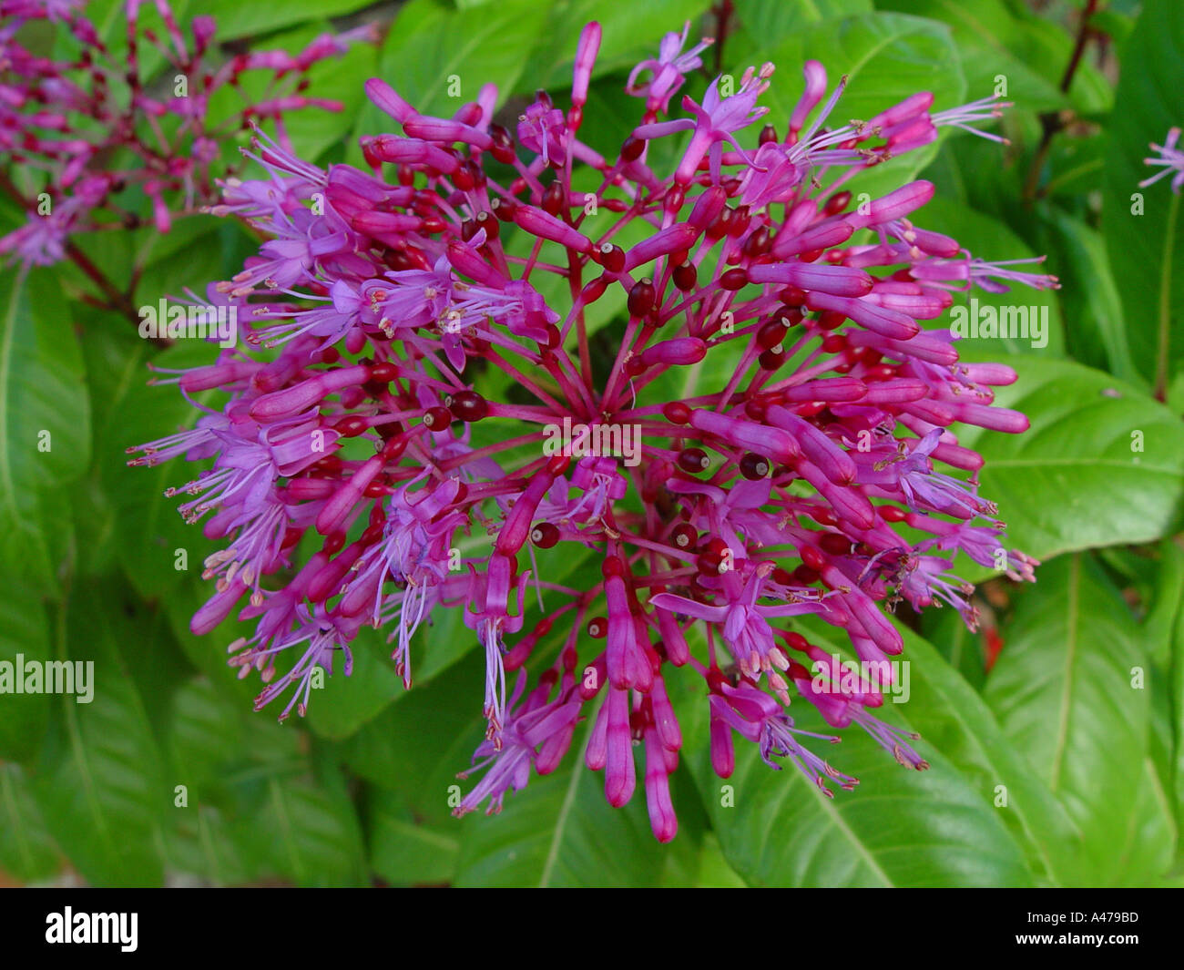 Fuchsia arborescens in garden herbaceous perennial border Stock Photo ...