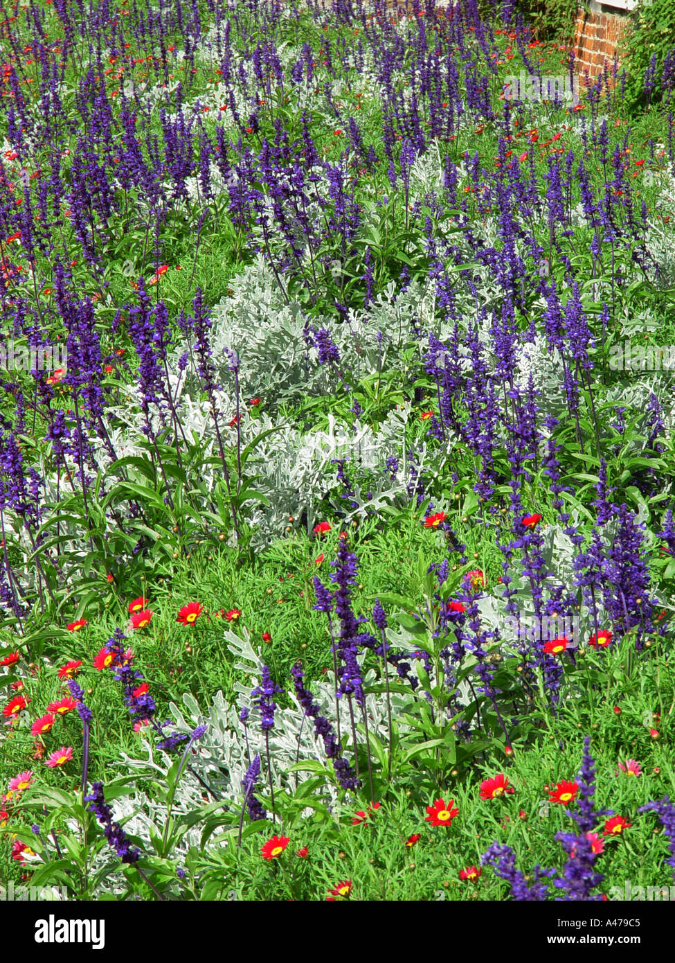 Salvia farinacea in garden herbaceous perennial border Stock Photo - Alamy