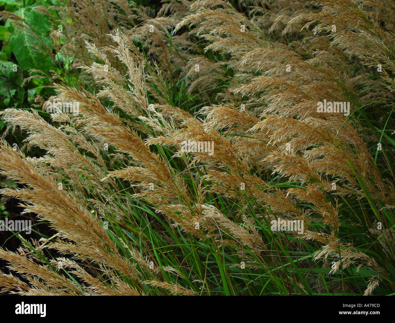 Stipa seed heads hi-res stock photography and images - Alamy
