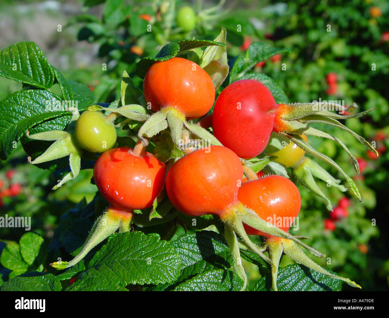 Rugosa hips hi-res stock photography and images - Alamy