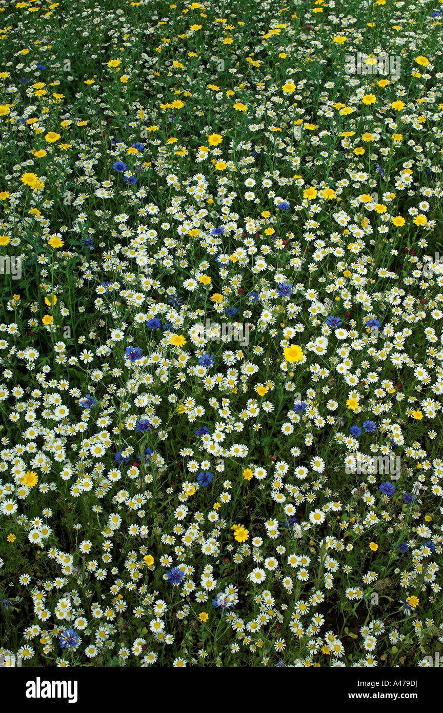 Wild flower meadow planted for wildlife habitat Stock Photo - Alamy