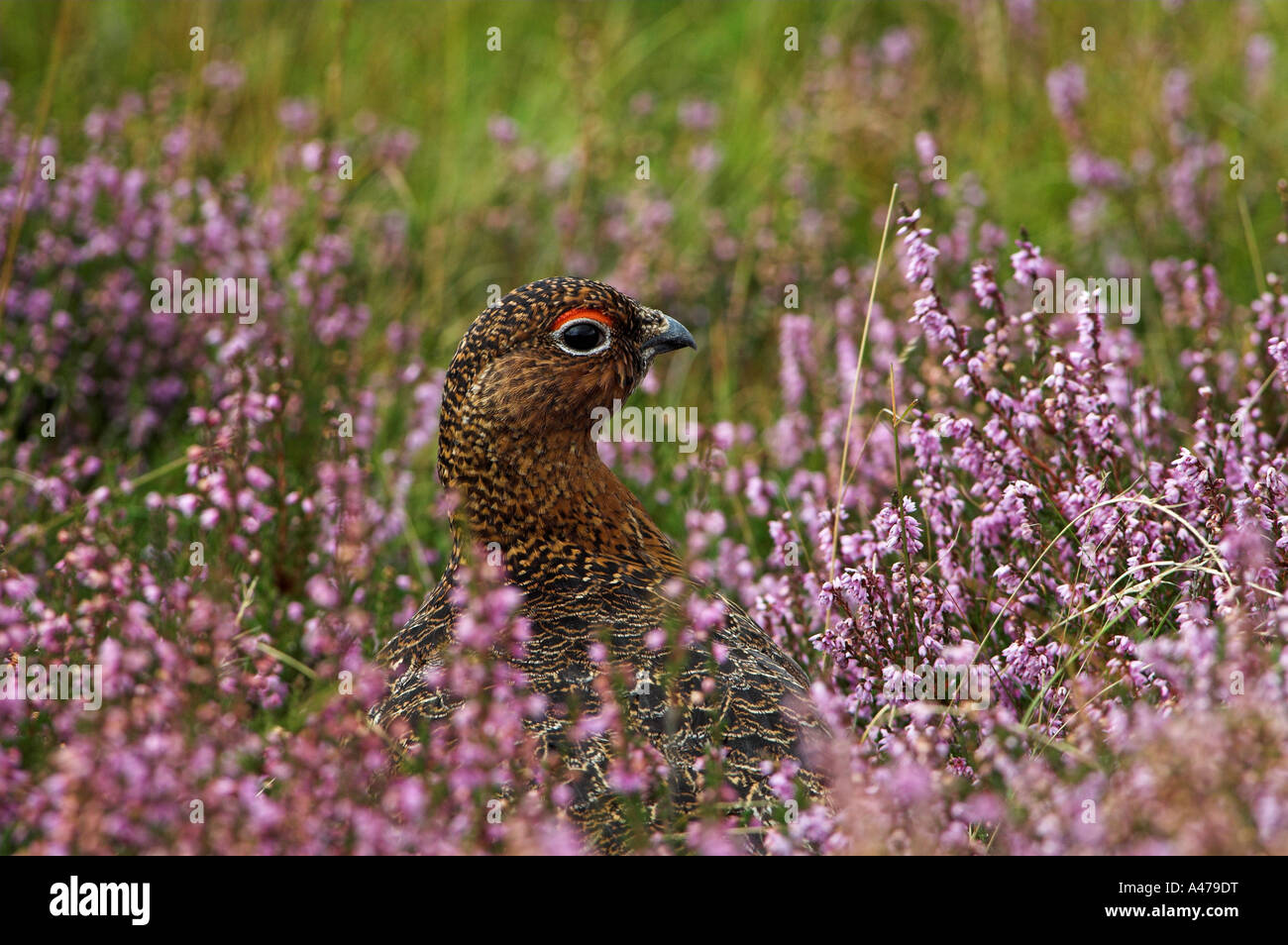 Grouse heather flower hi-res stock photography and images - Alamy