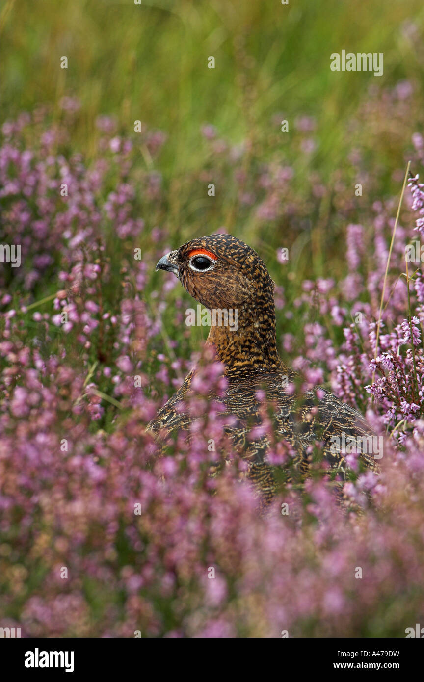Red Grouse on Heather in flower Lagorus lagopus Stock Photo - Alamy