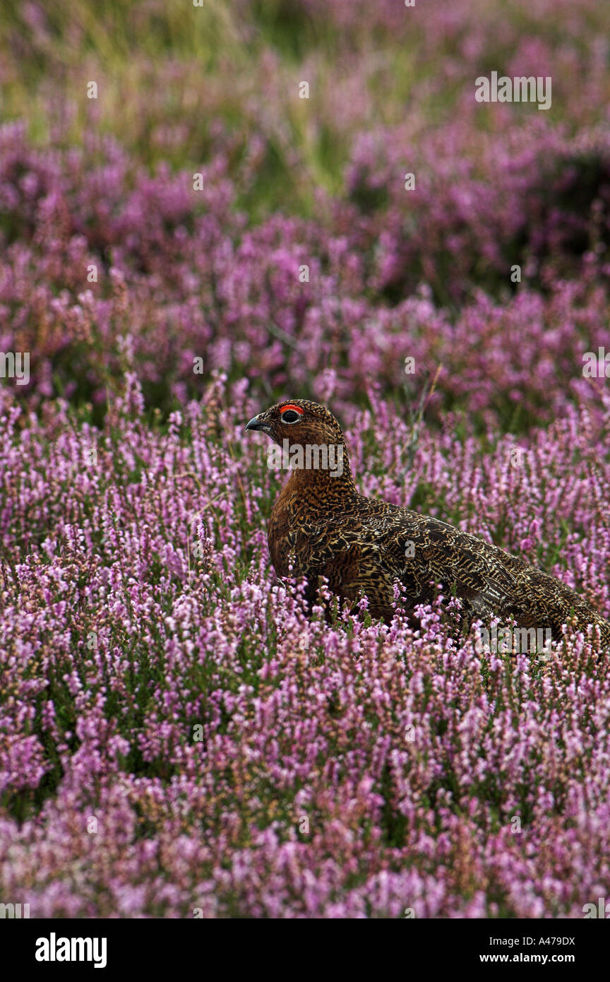 Grouse heather flower hi-res stock photography and images - Alamy