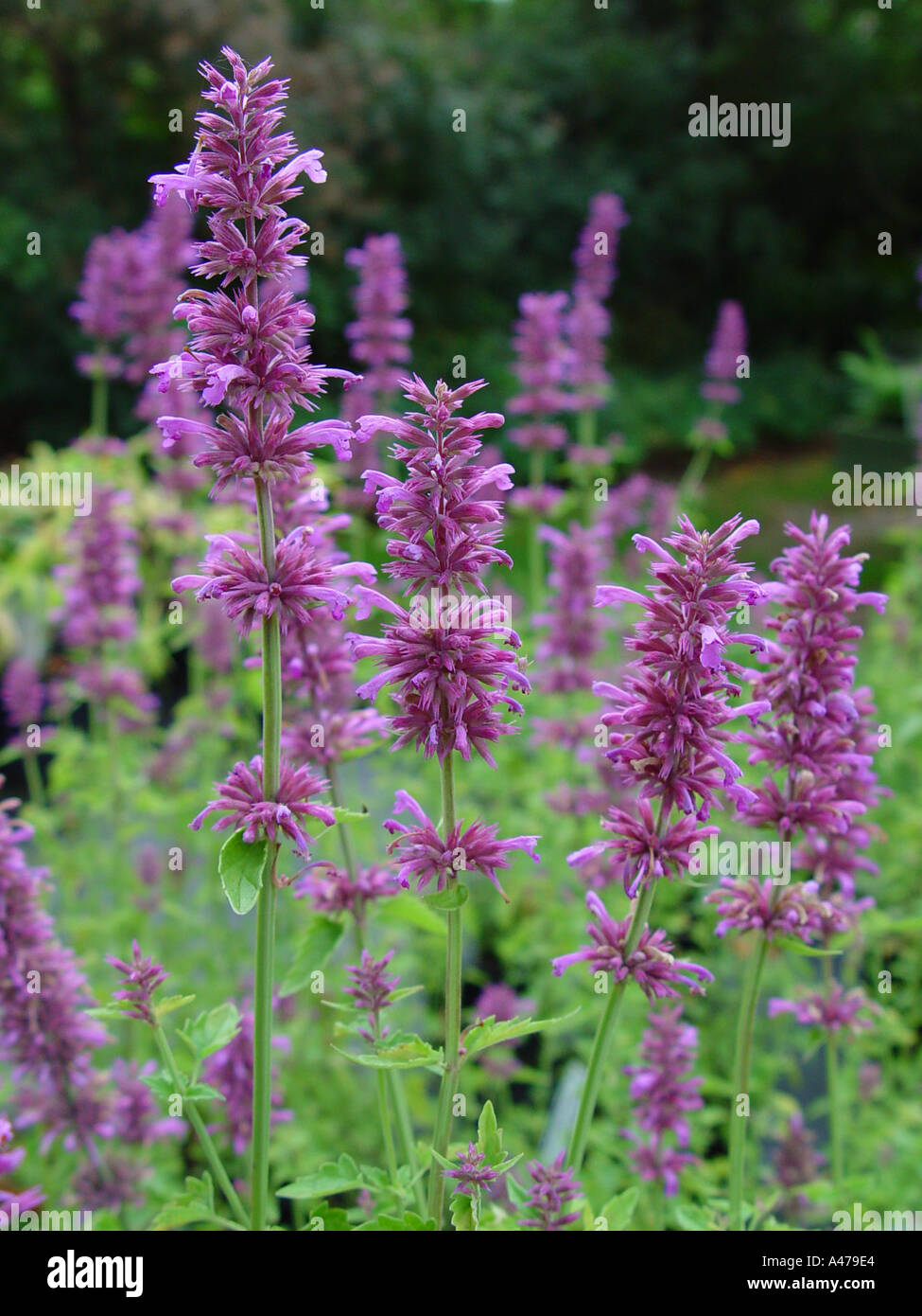 Monarda austromontana hi-res stock photography and images - Alamy