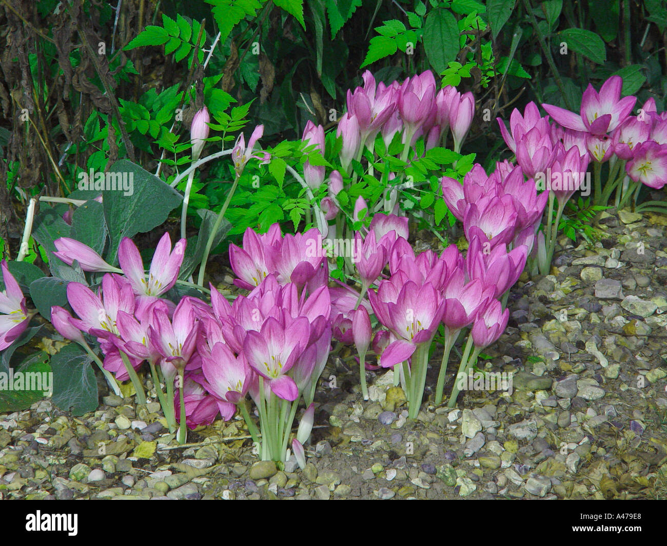 Colchicum bivonae in garden herbaceous perennial border Stock Photo - Alamy